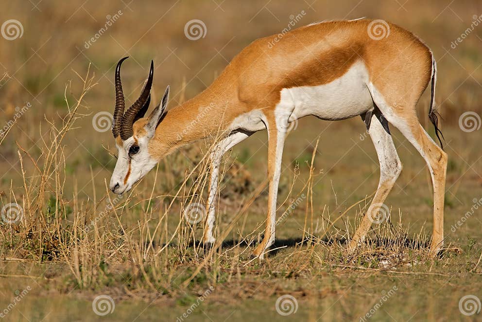 Close-up of Springbok Walking in Grass-field Stock Photo - Image of ...