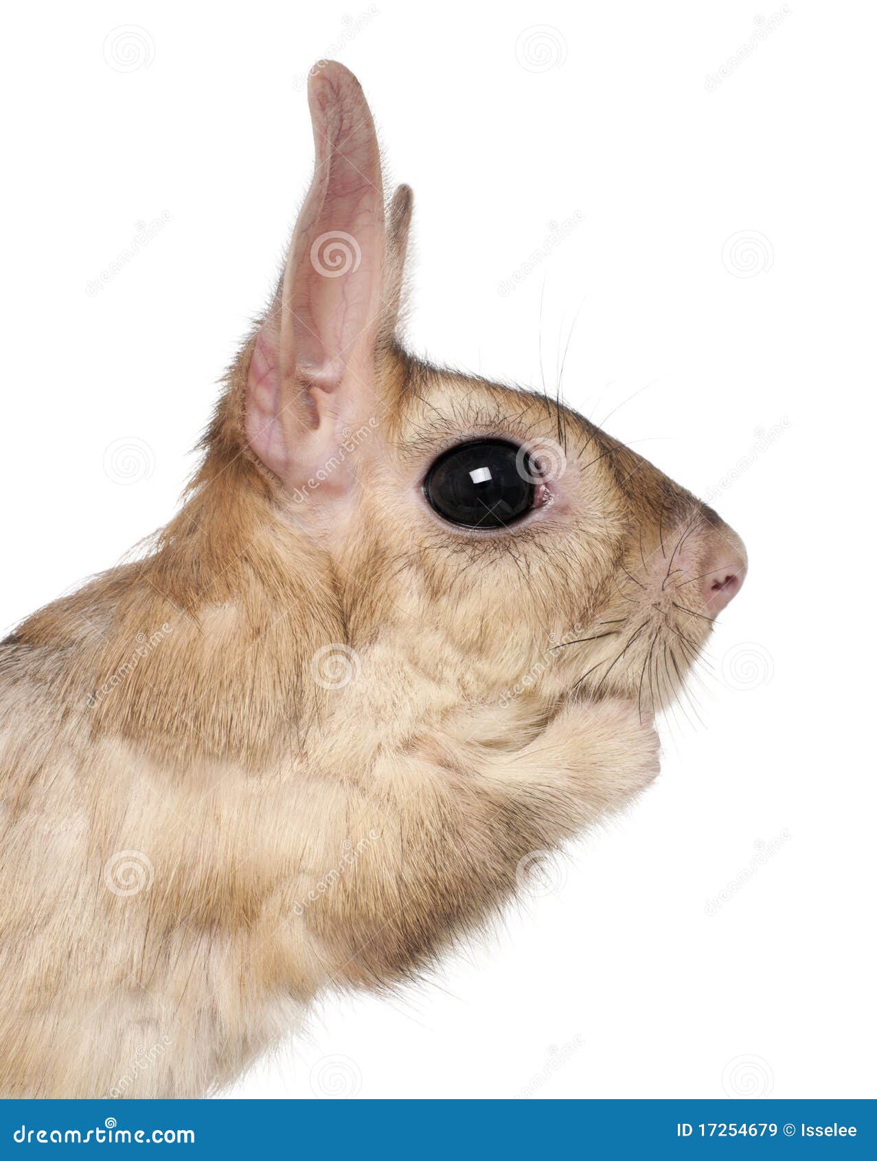 Springhare, Pedetes Capensis, Standing Royalty-Free Stock Photography ...