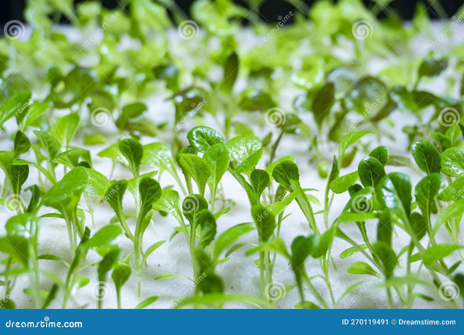 Close-up Sprout of Vegetables Stock Image - Image of vegetarian, vegan ...