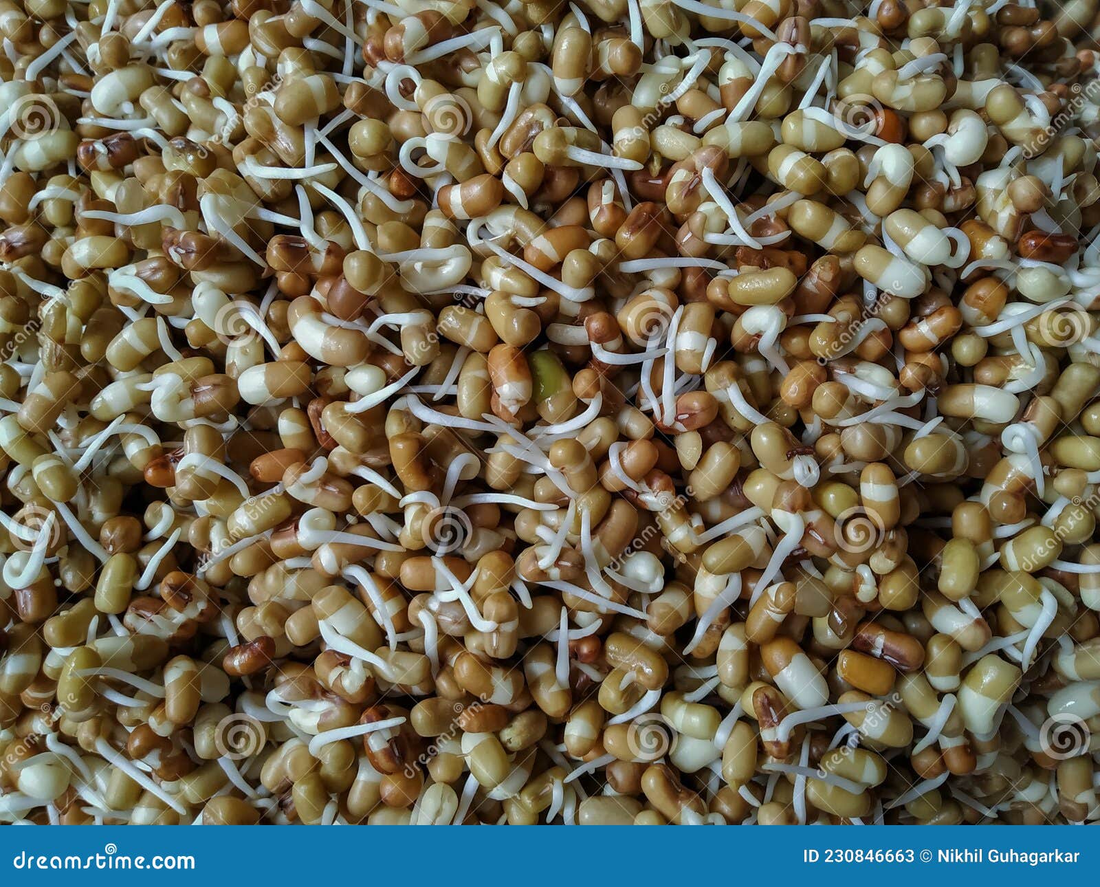 Moth Beans Vigna Aconitifolia Stock Photography | CartoonDealer.com ...