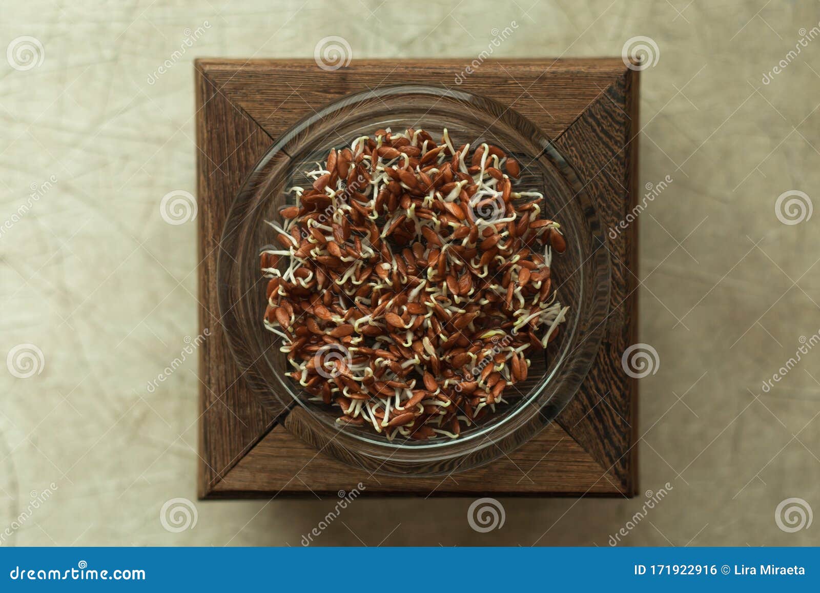 Close-up of Sprouting Flax Seeds at Home in a Flat Glass Dish Stock ...