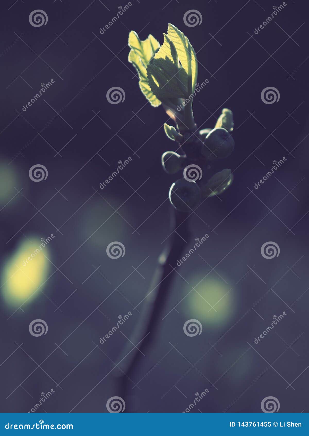 Close Up of Sprouting Leaves Stock Image - Image of blooming ...