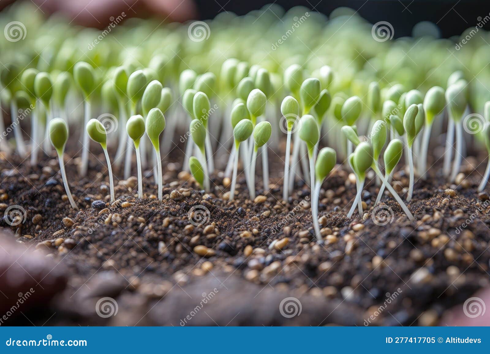 Close-up of Sprouting Seeds in Garden Bed Stock Image - Image of ...