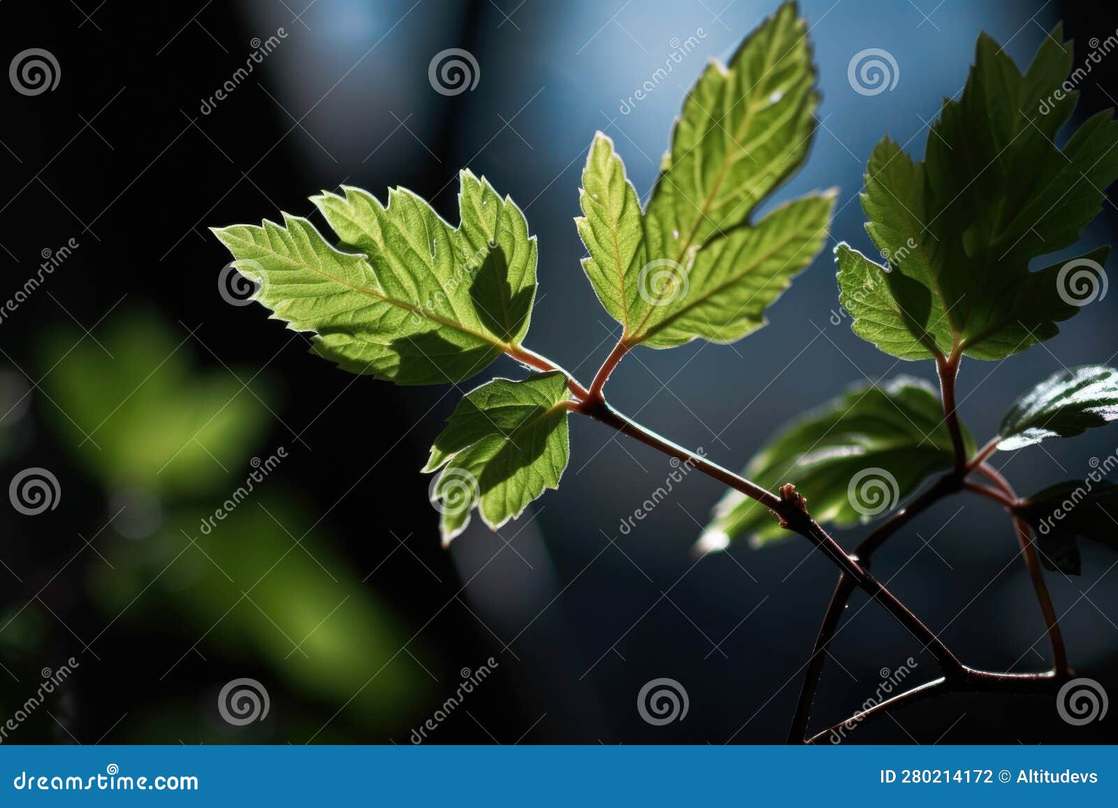 Close-up of Sprouting Tree Leaves, with Natural Light and Shadows Stock ...