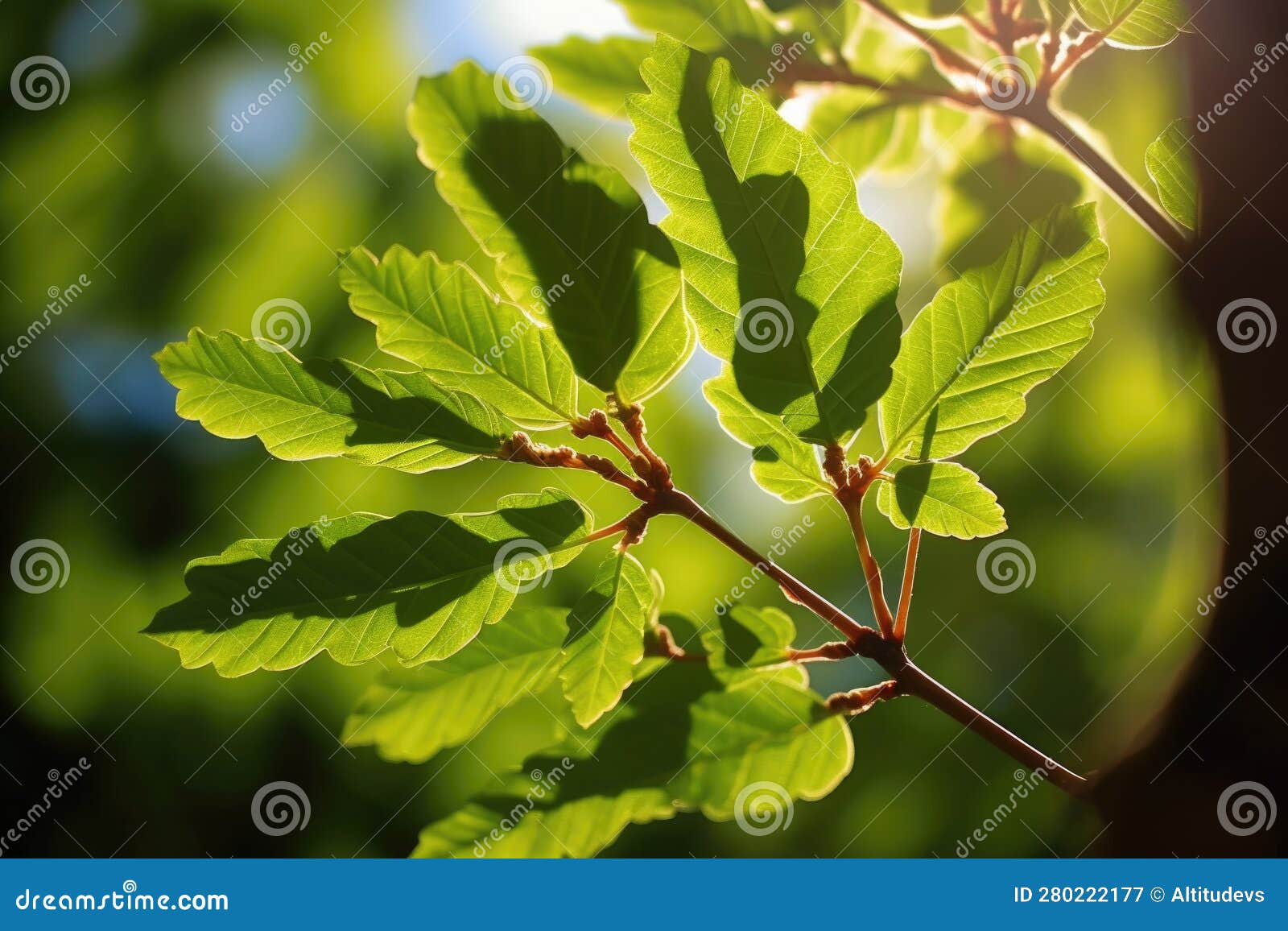 Close-up of Sprouting Tree Leaves, with Sunlight Shining through Stock ...