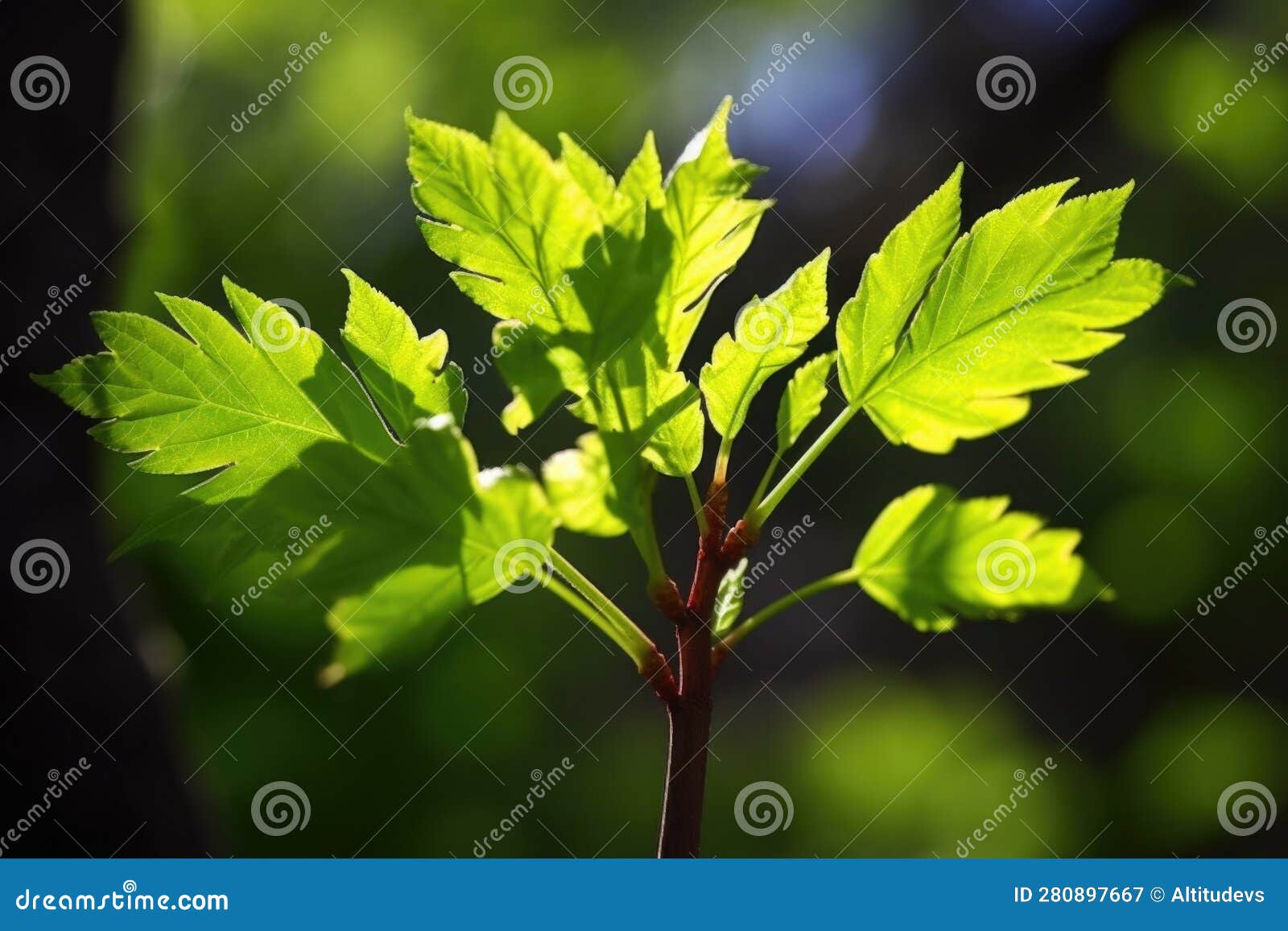 Close-up of Sprouting Tree Leaves, with Sunlight Shining through Stock ...