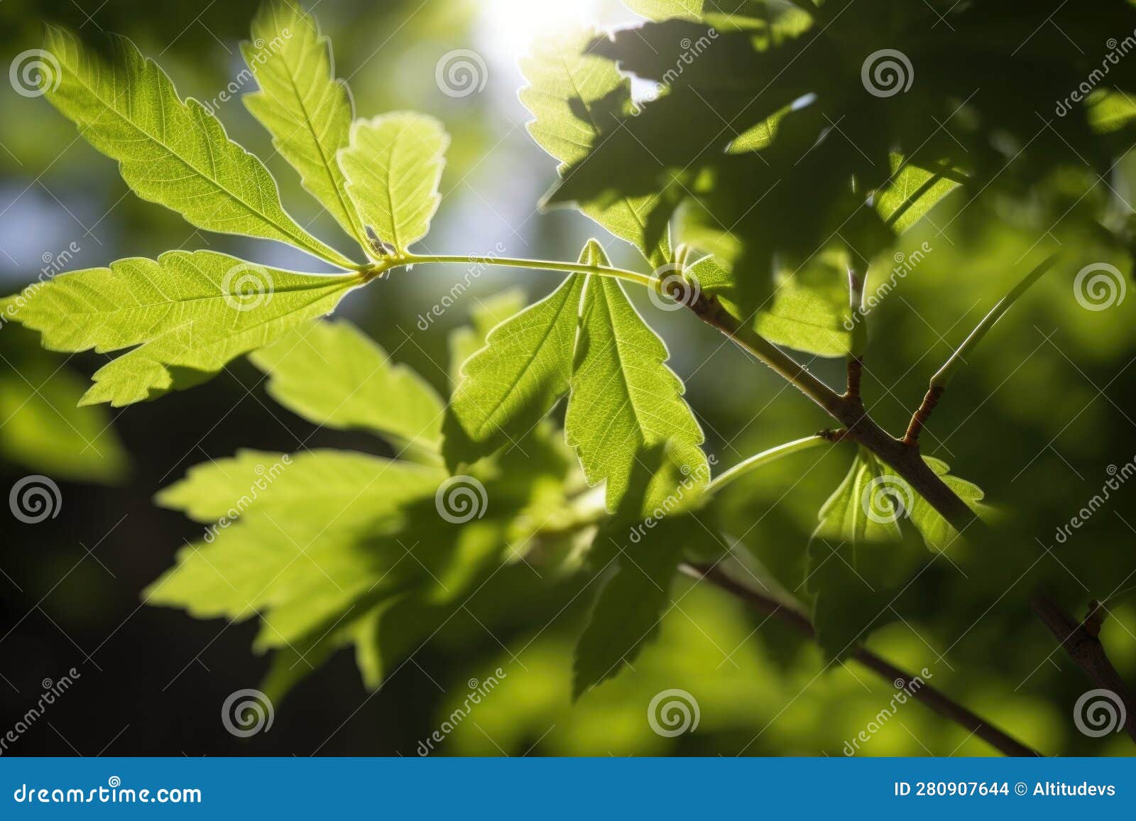 Close-up of Sprouting Tree Leaves, with Sunlight Shining through Stock ...