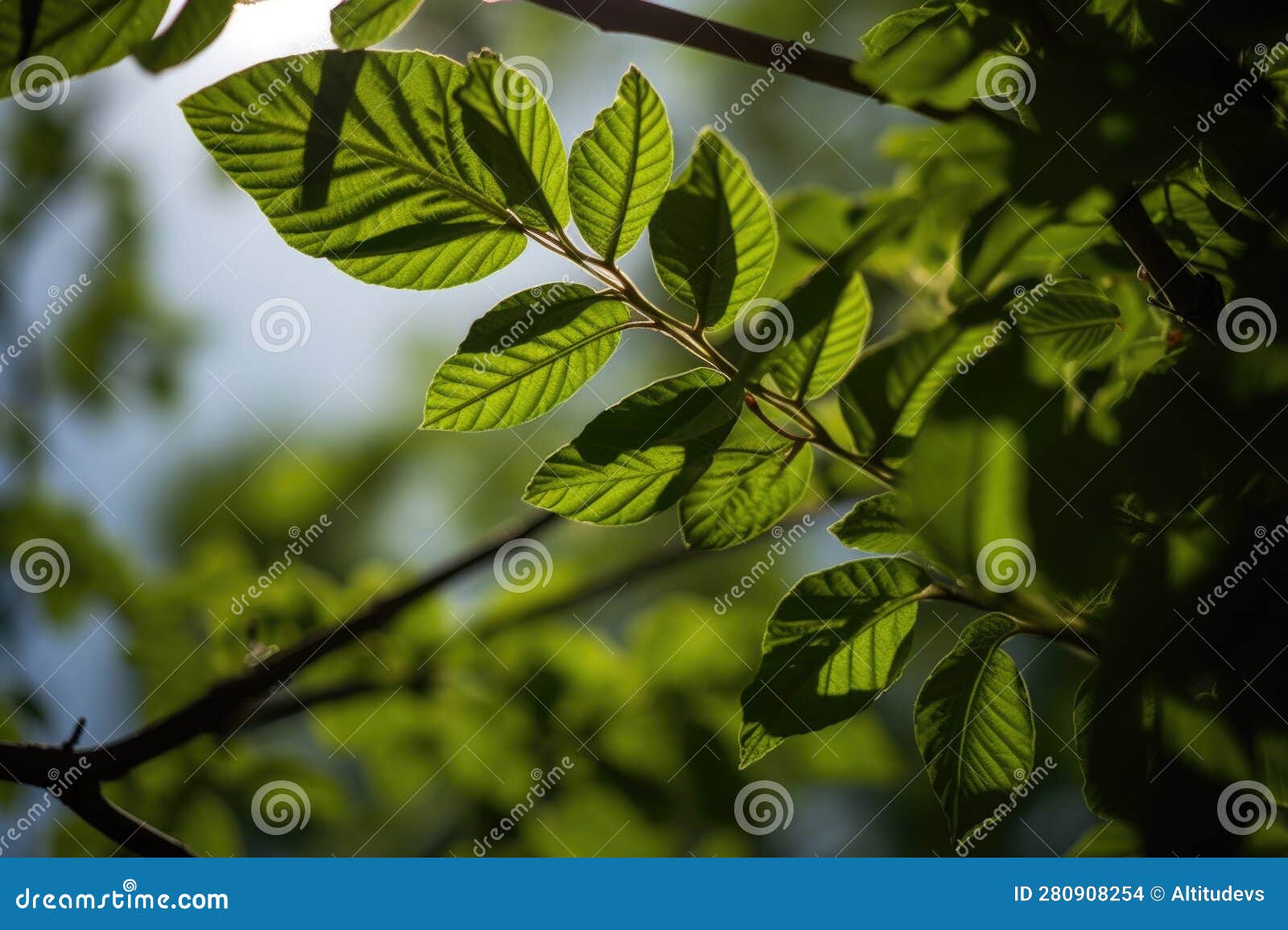 Close-up of Sprouting Tree Leaves, with Sunlight Shining through Them ...