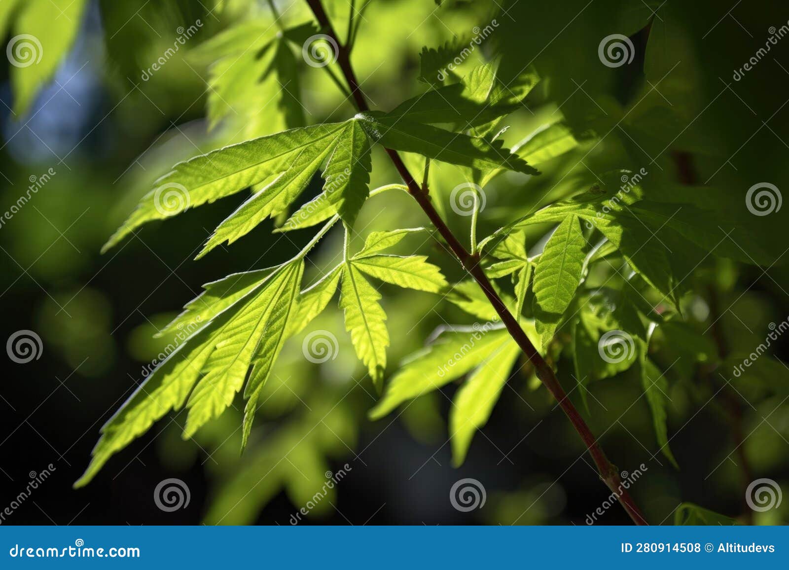 Close-up of Sprouting Tree Leaves, with Sunlight Shining through Them ...