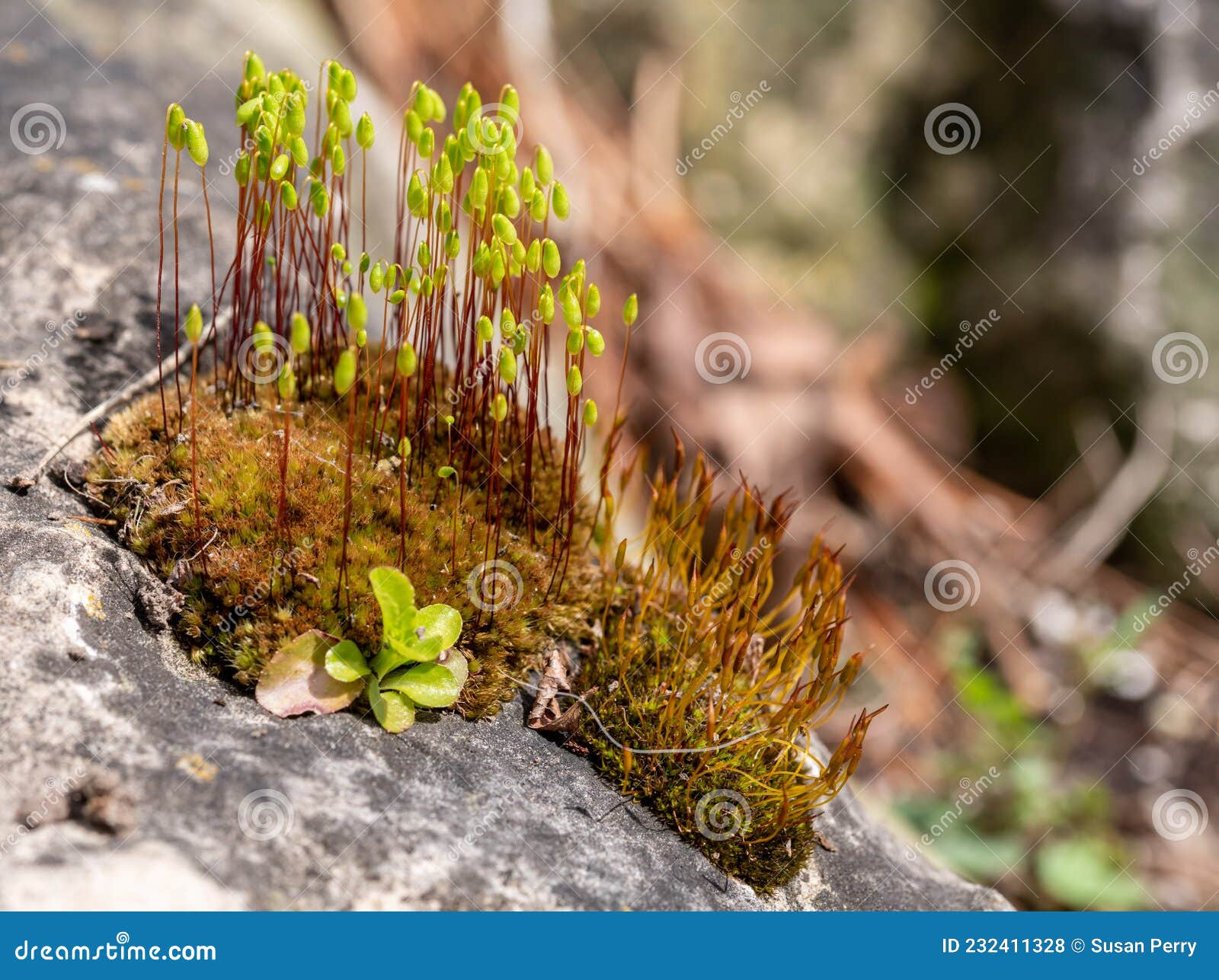 Sprouts Growing from a Rock Stock Photo - Image of leaf, soil: 232411328