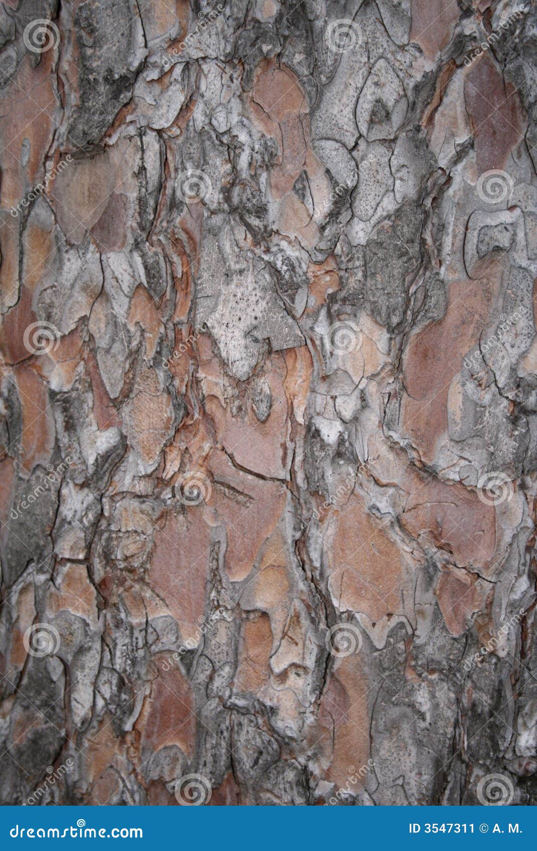 Close up of Spruce Bark stock image. Image of forest, peeling - 3547311