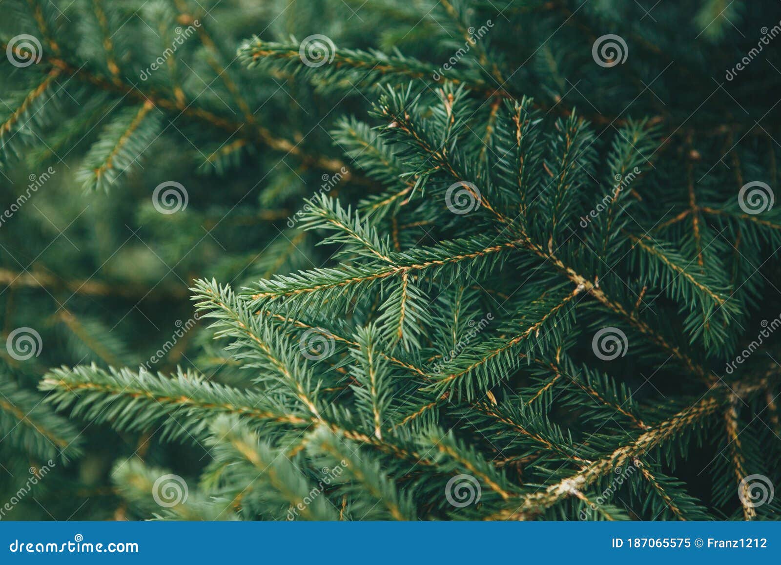Close up of spruce branch stock image. Image of pine - 187065575