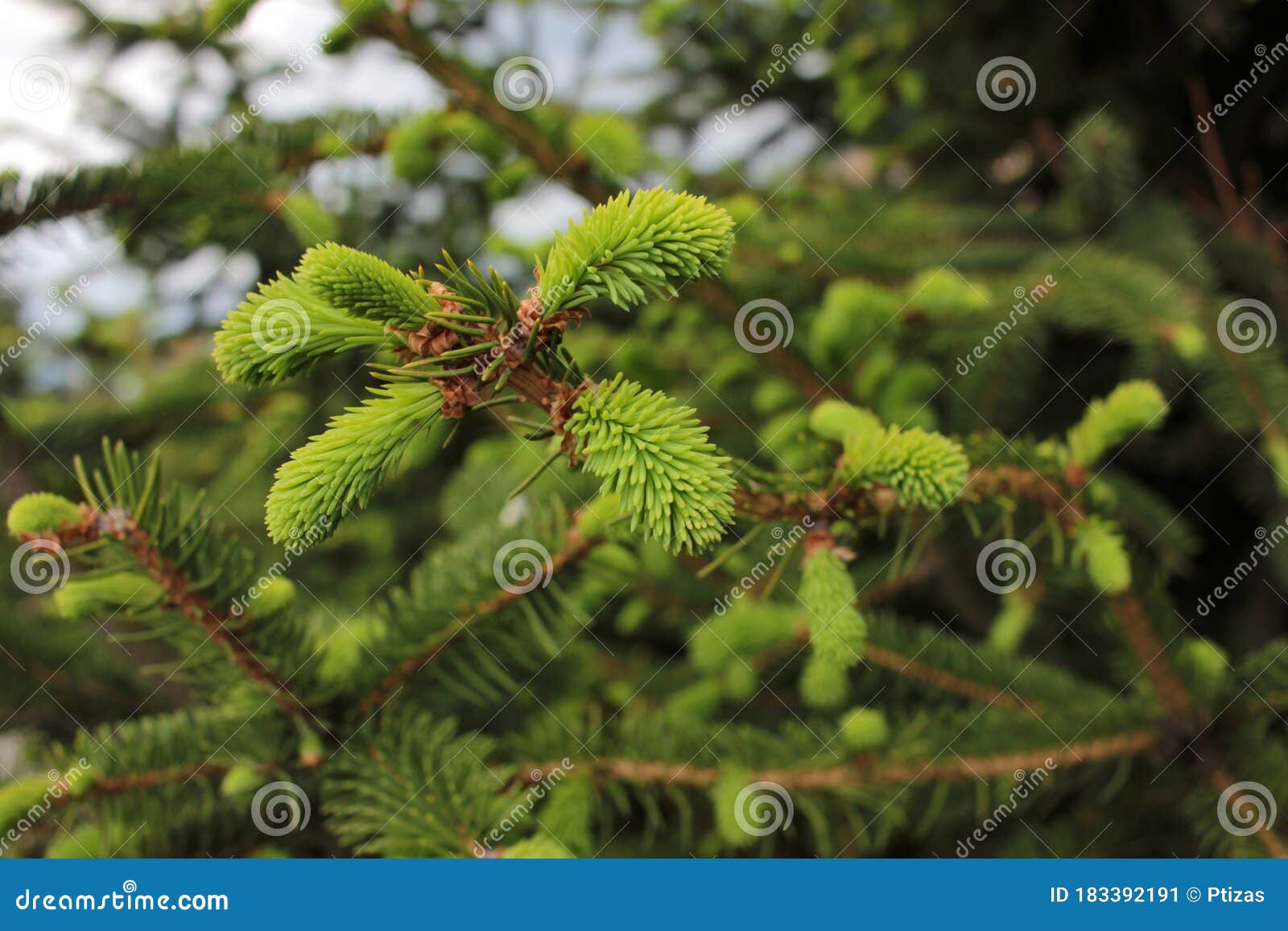 Spruce Tips in the Spring. Close-up of Buds and Young Green Conifer ...