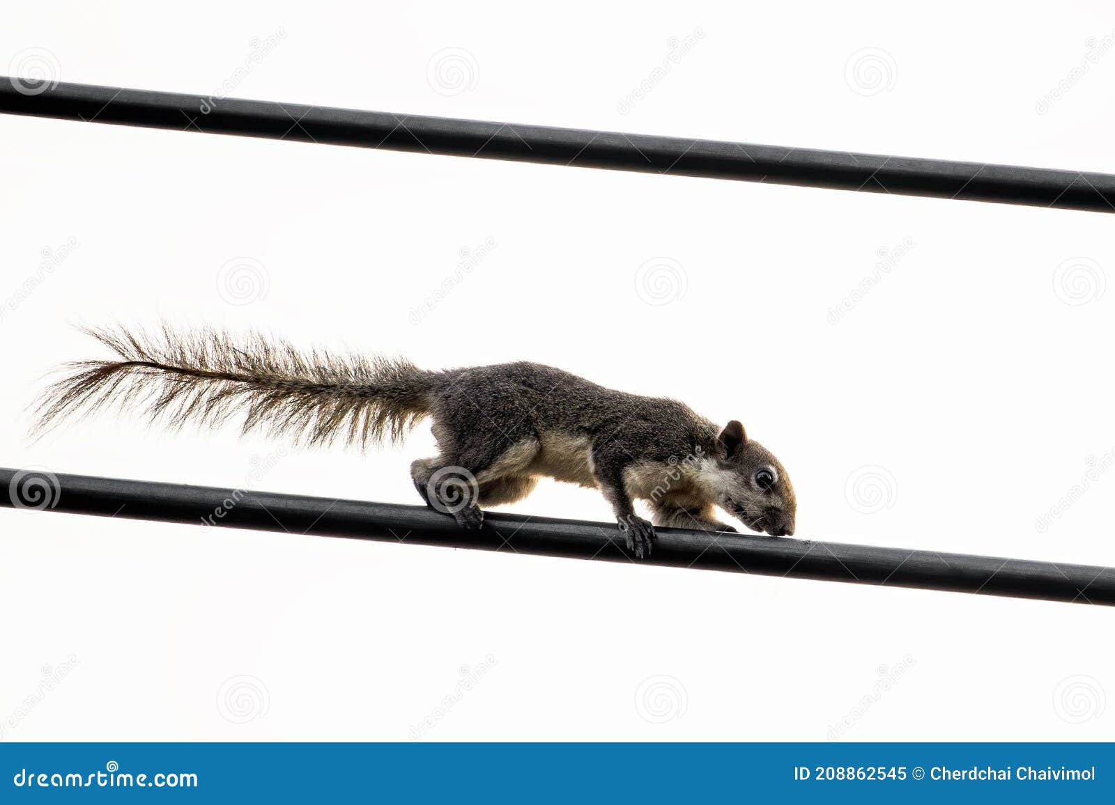 Close-up Squirrel on Electric Wire Isolated on Clear Sky Stock Image ...