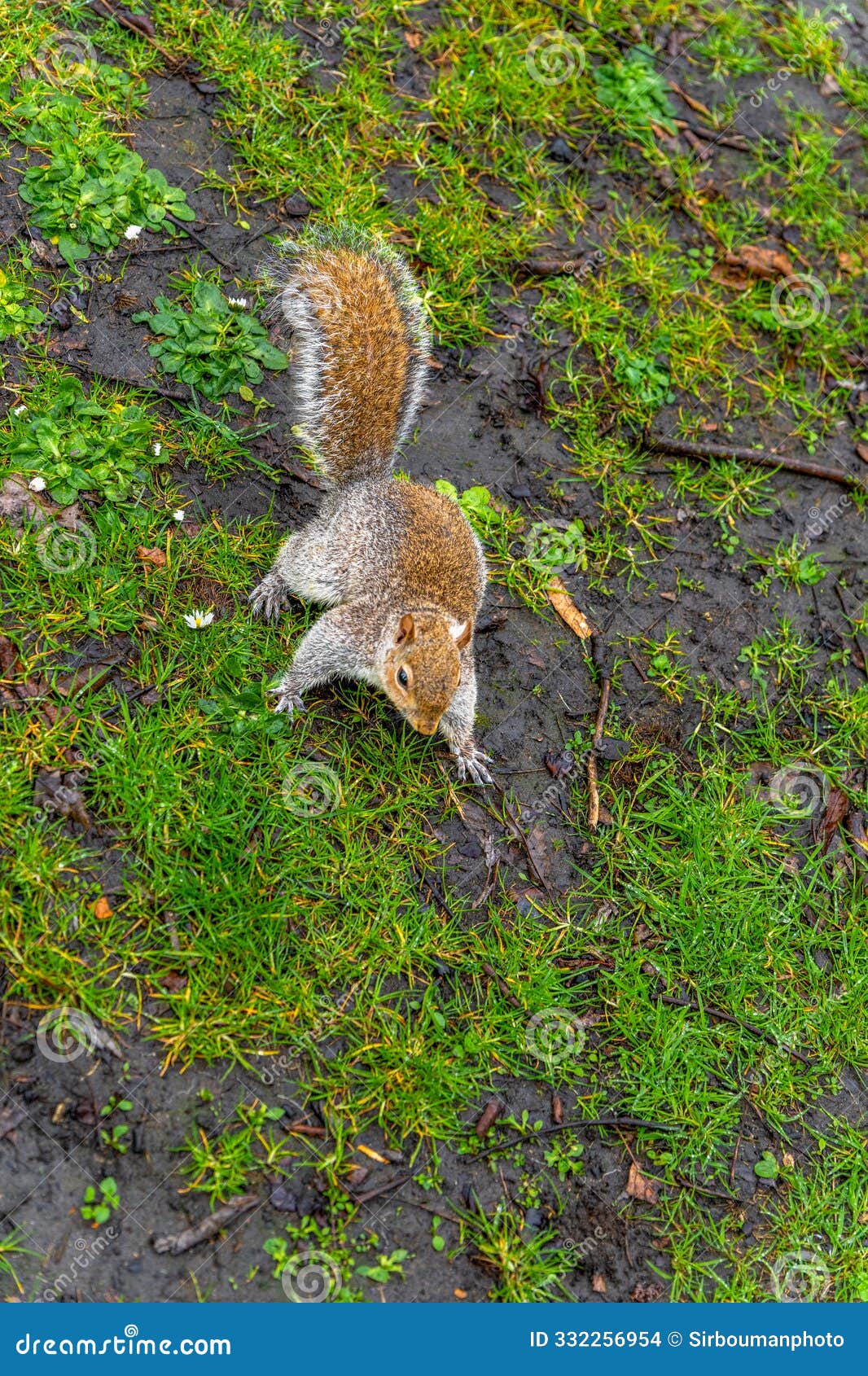 Close-up of a Squirrel on Grass and Wet Ground in Hyde Park, London ...