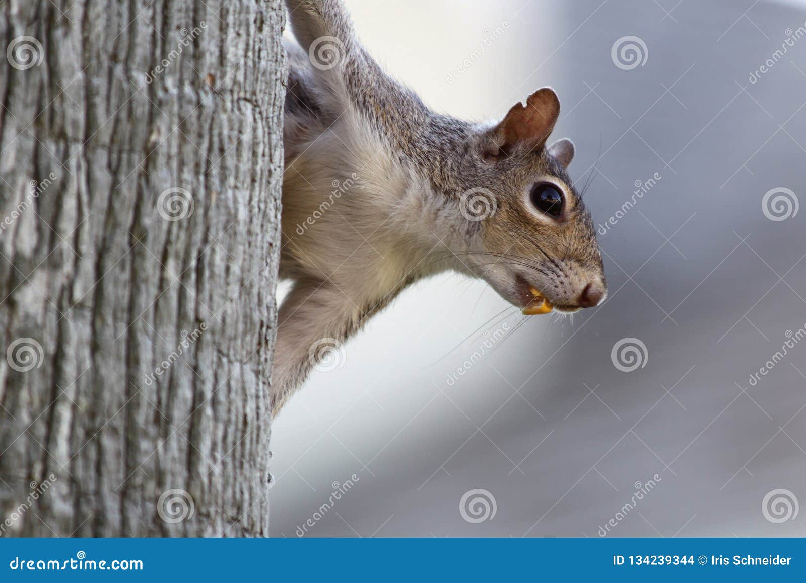 Close Up of a Squirrel Hanging in a Tree with a Nut in Its Mouth Stock ...