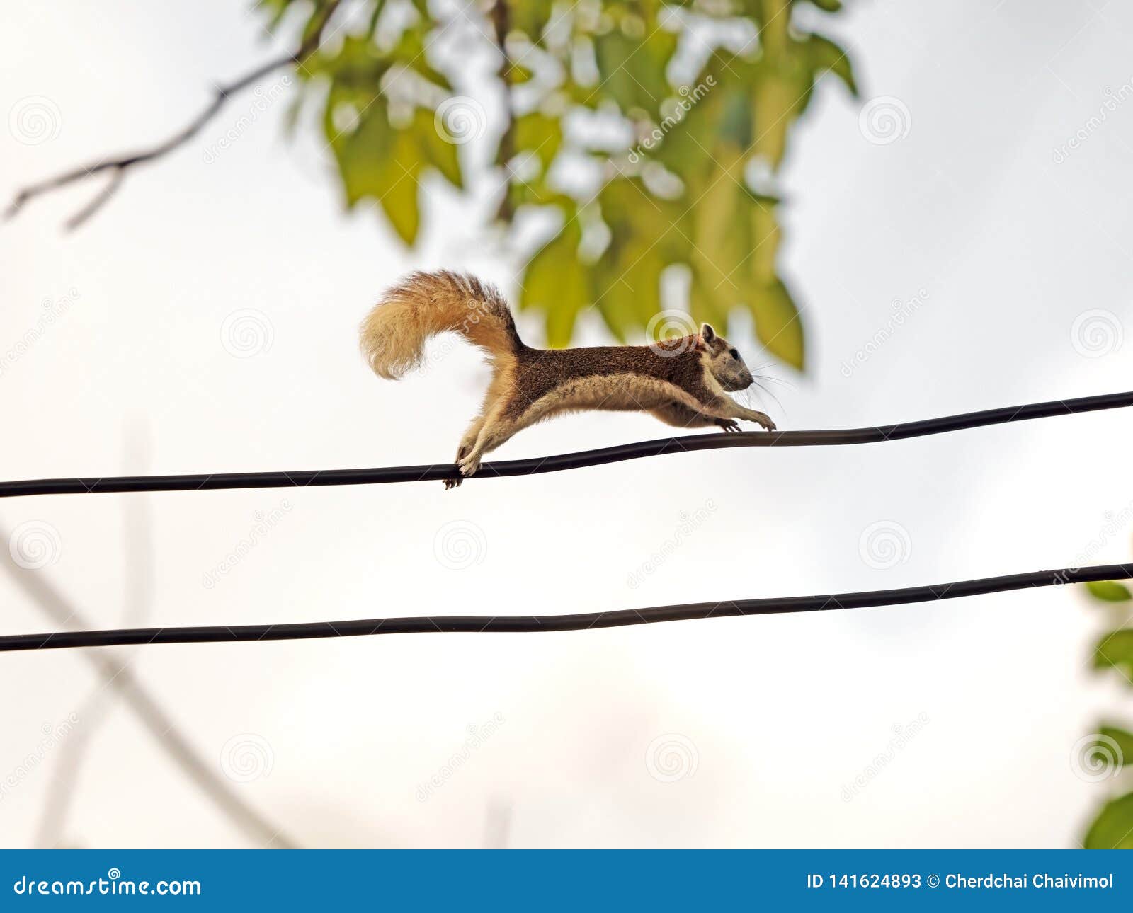 Close Up Squirrel Running on Electric Wire on Background Stock Image ...