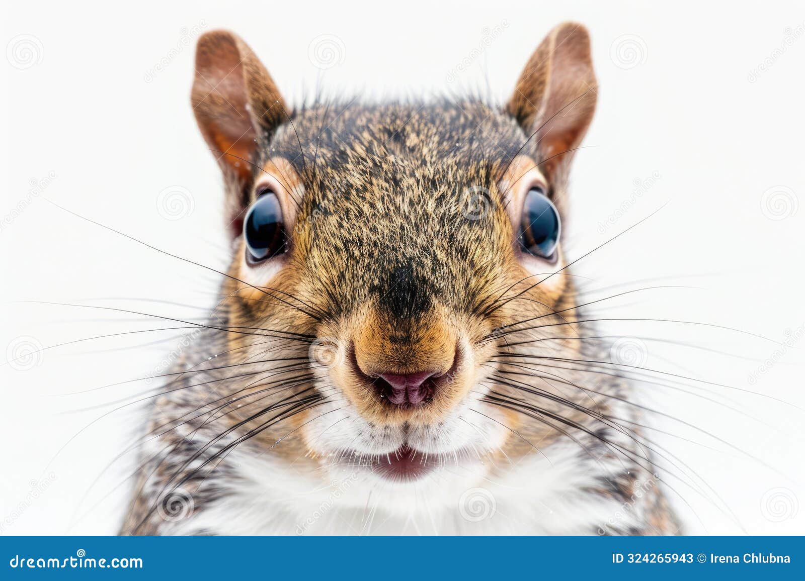 Close-up of Squirrel S Face with White Background Stock Illustration ...