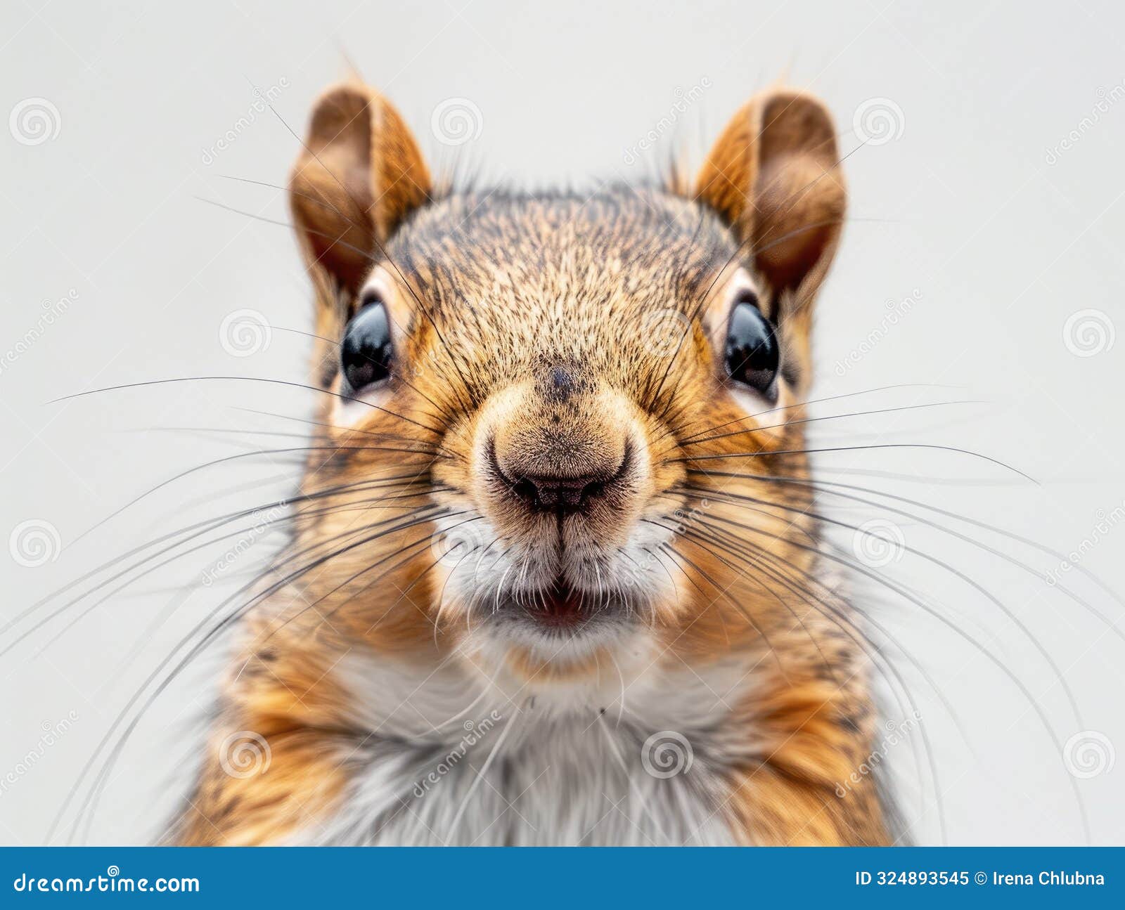 Close-up of Squirrel S Face with White Background Stock Illustration ...