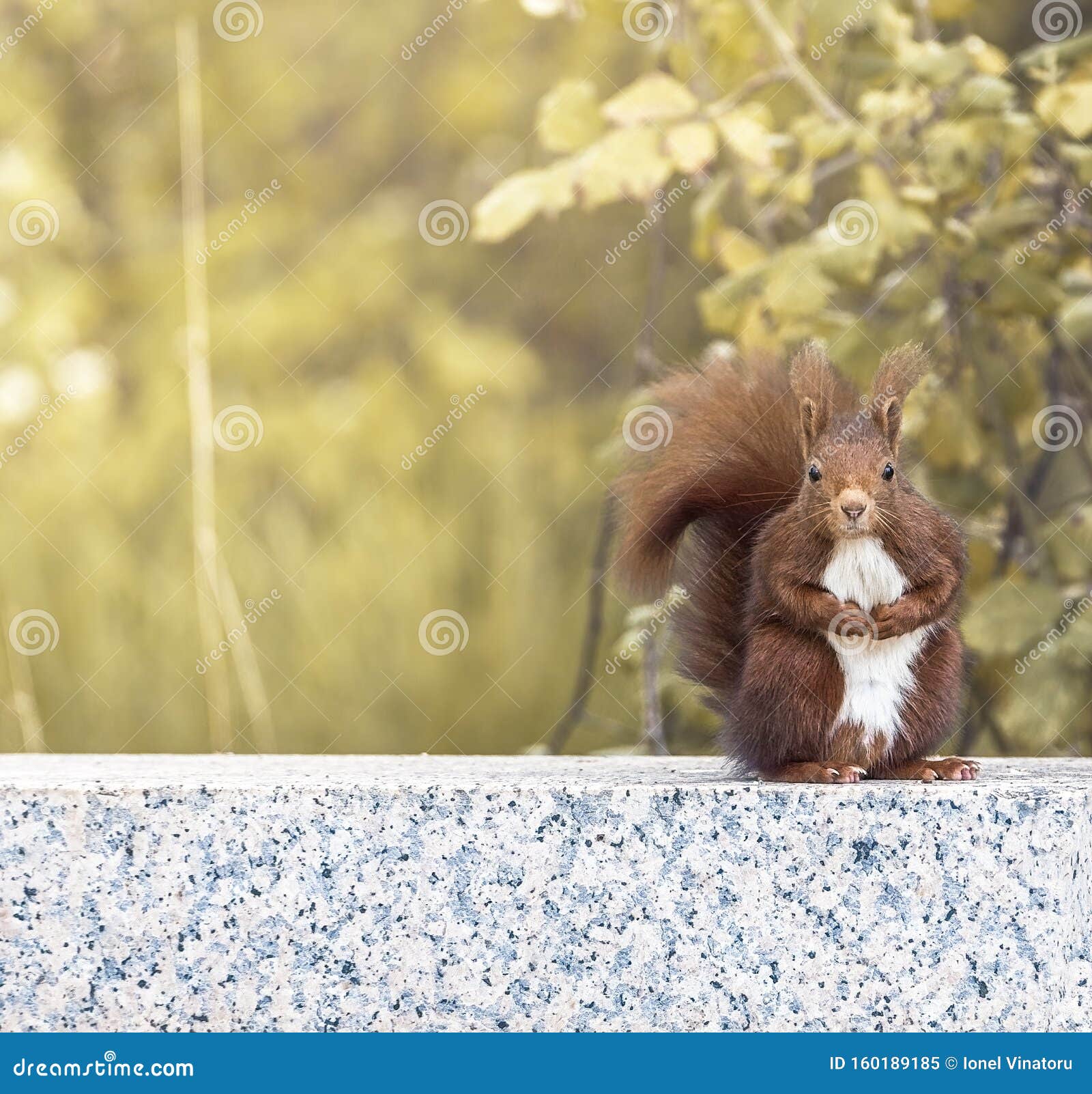 Squirrel Sitting at a Table in a Natural Park Stock Image - Image of ...