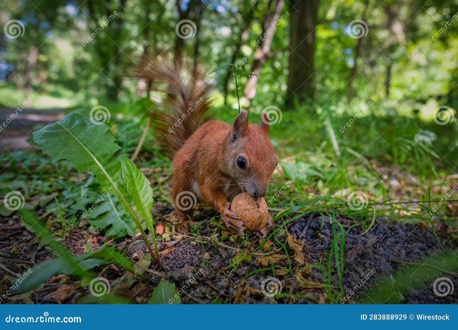 Close-up of a Squirrel Standing on the Ground while Snacking on a ...