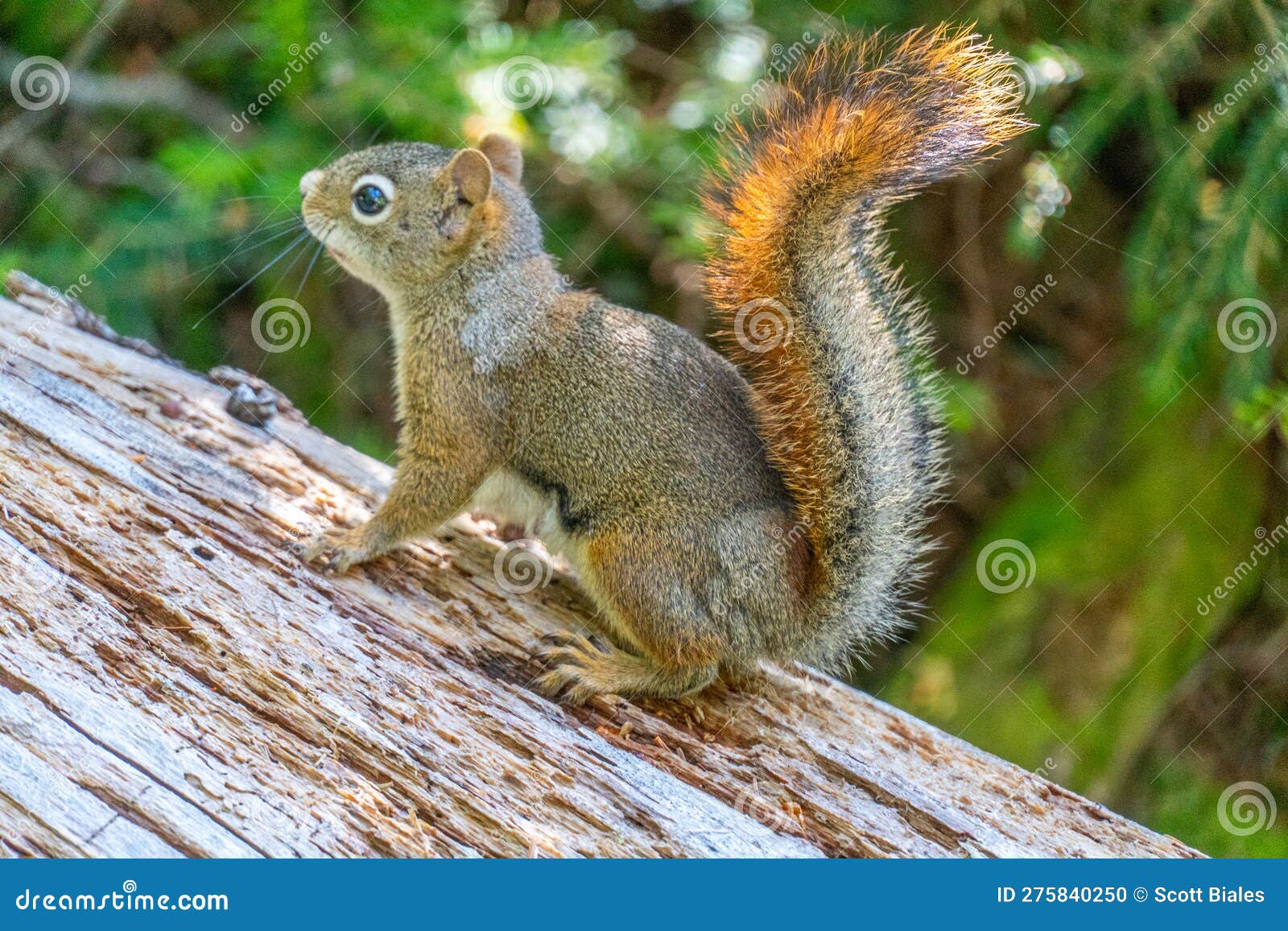Close Up of Squirrel on the Trail in Cape Cod Stock Photo - Image of ...