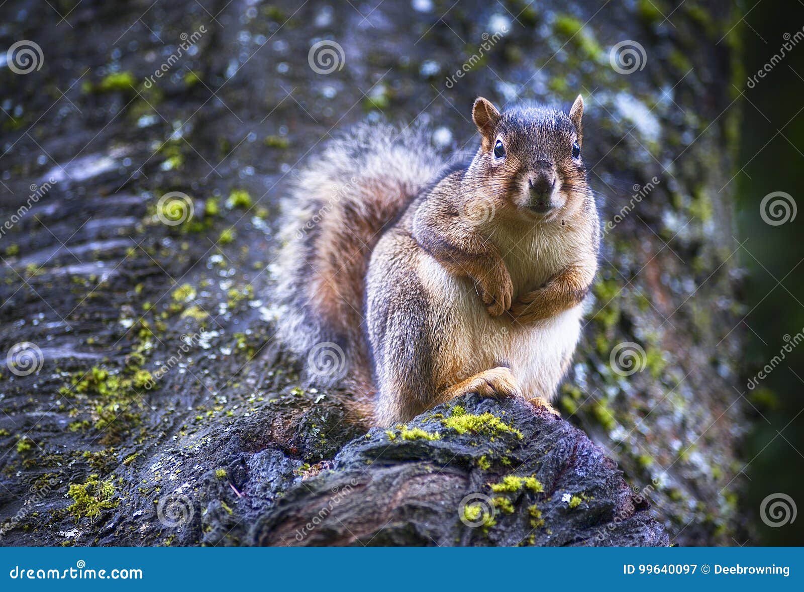 Squirrel Looking Back at Camera Stock Image - Image of wildlife, back ...