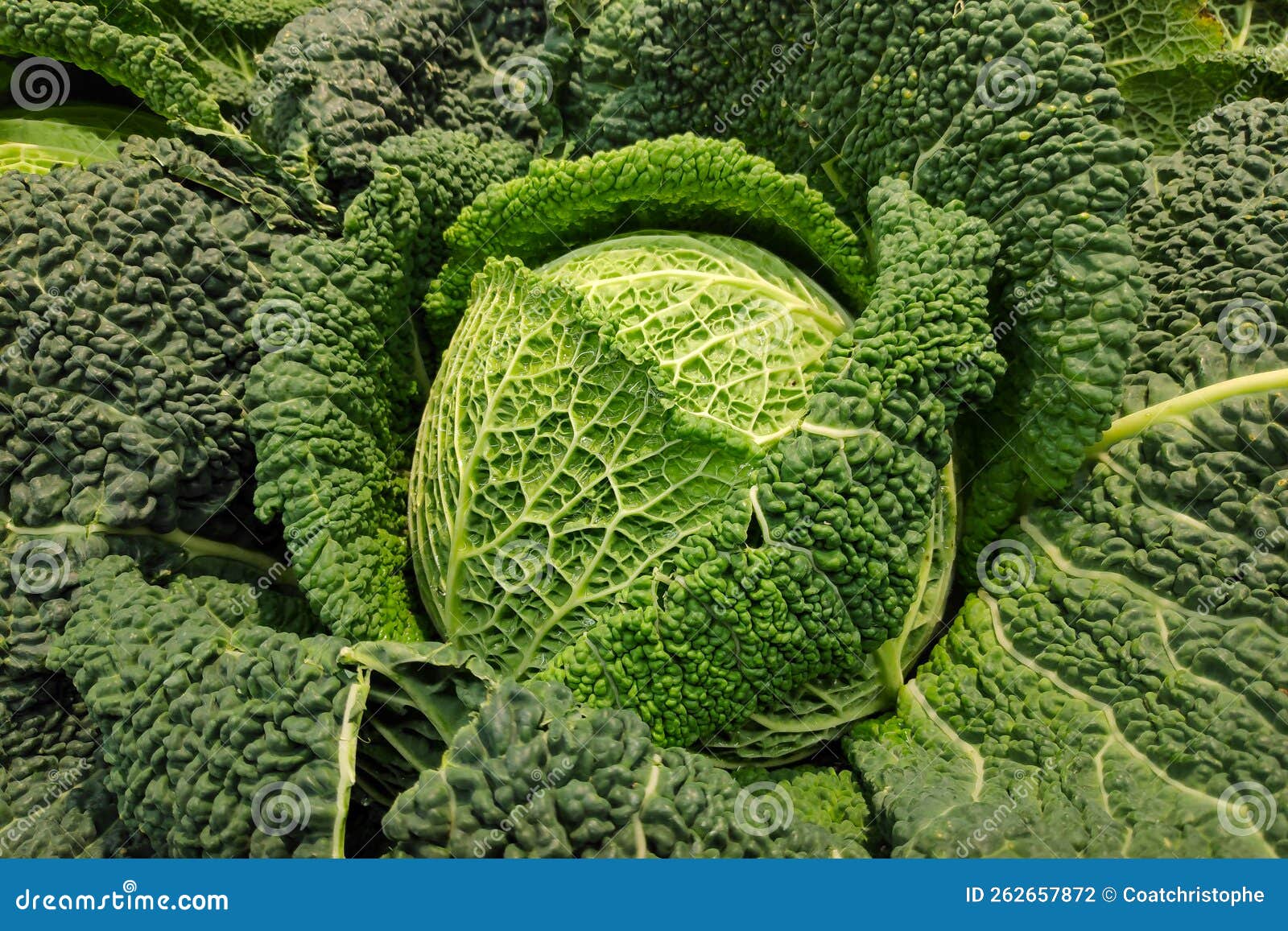Stack of Cabbages on a Market Stall Stock Photo - Image of stack ...