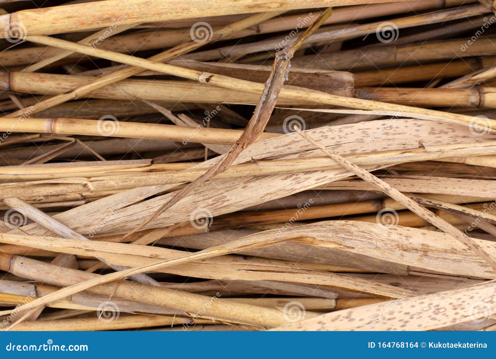 Close-up of a Stack of Dry Reed Stalks Stock Photo - Image of golden ...