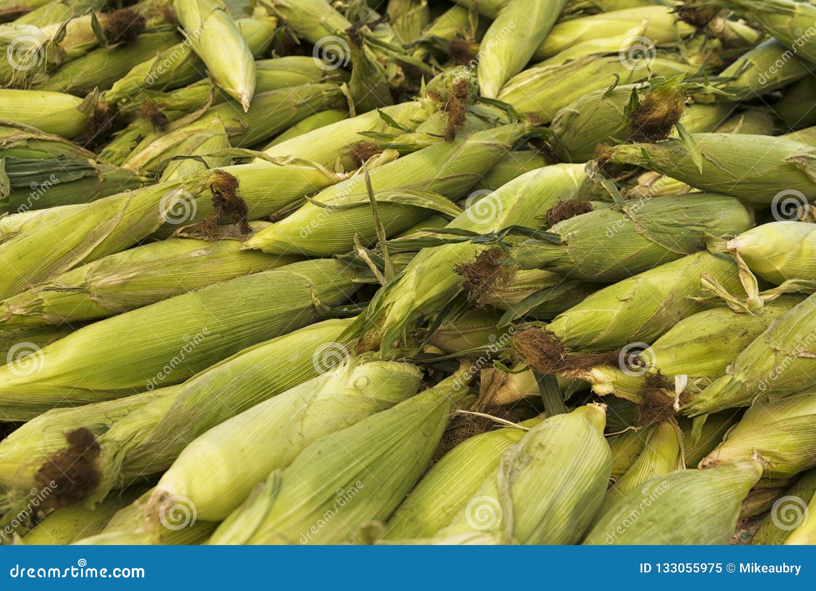 Close Up on a Stack of Fresh Sweet Corn at Farmers Market Stock Image ...