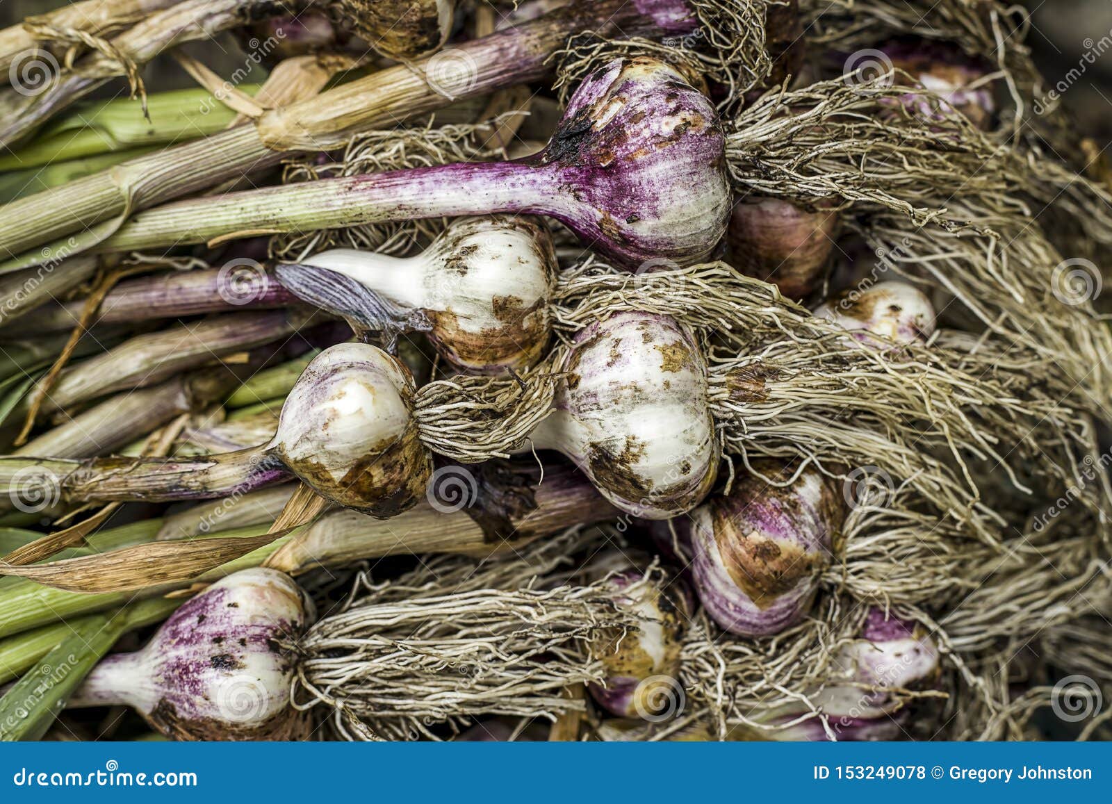 Close Up of a Stack of Garlic Stock Photo - Image of closeup, bulb ...