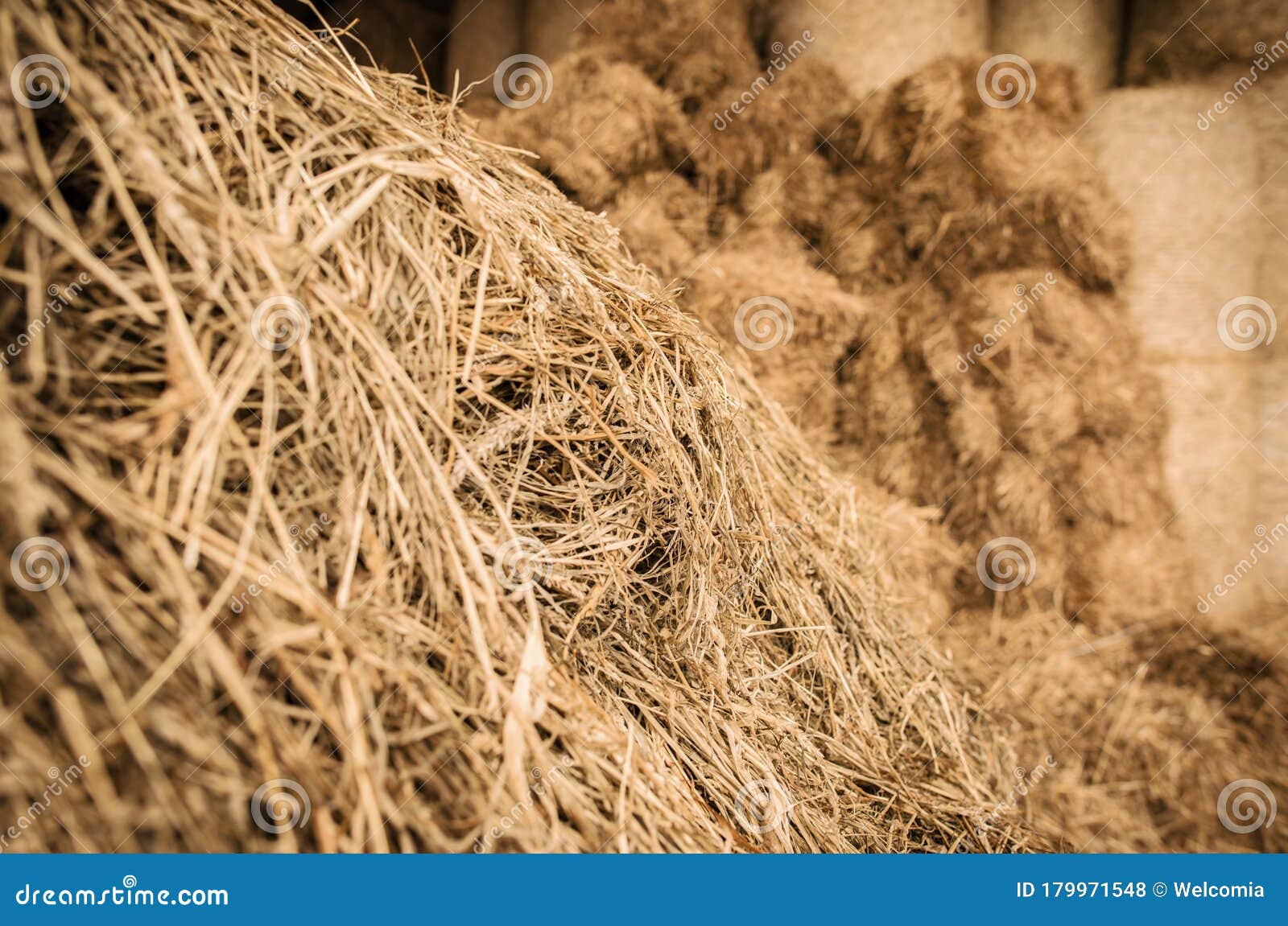 Close Up of Stack of Hay in Barn Stock Photo - Image of loose, pile ...