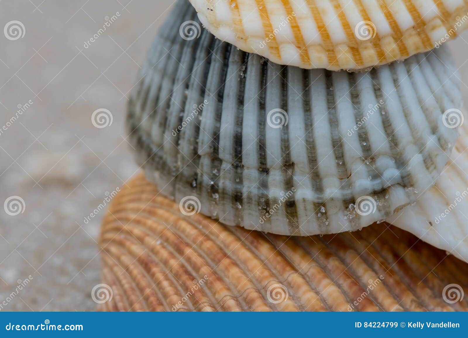 Close Up of Stack of Shells Right Stock Image - Image of ripples, beach ...
