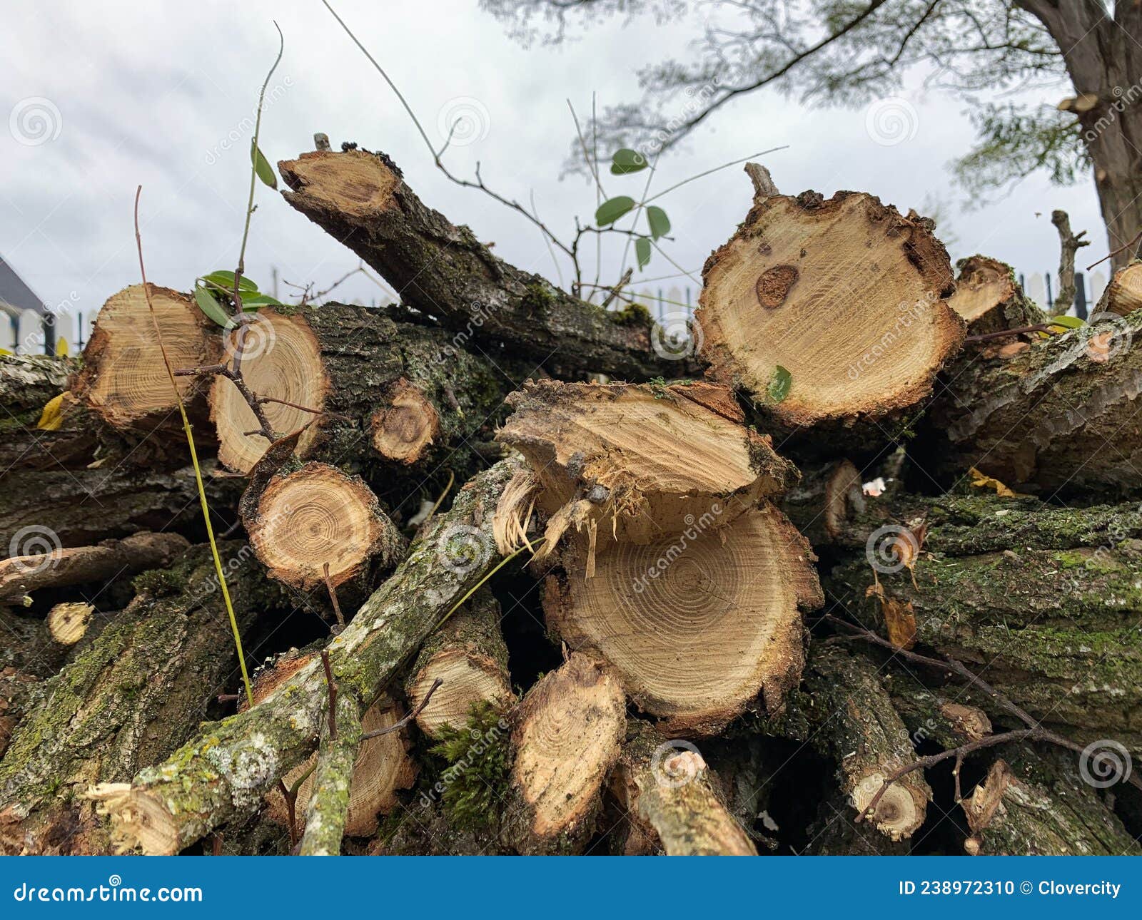 Close-up of a Stack of Wooden Tree Branches Stock Photo - Image of wood ...