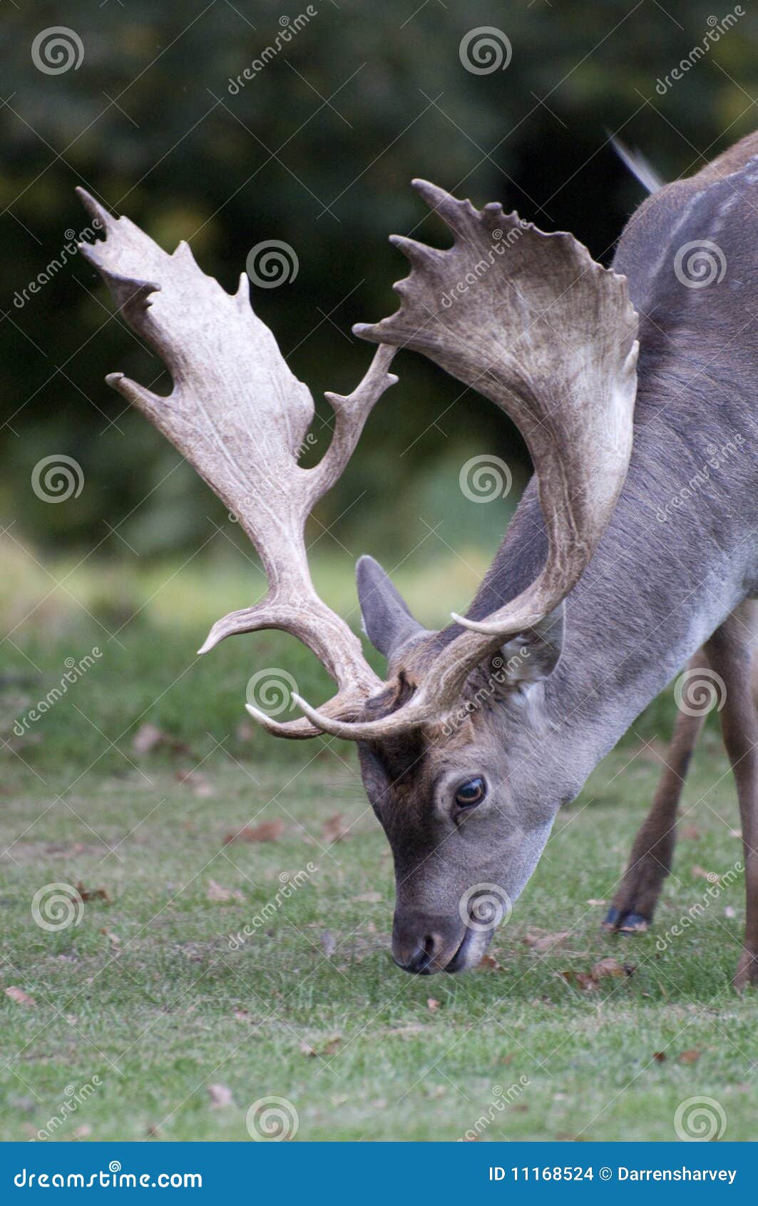 Close Up of a Stag Grazing at Charlecote Park Stock Photo - Image of ...