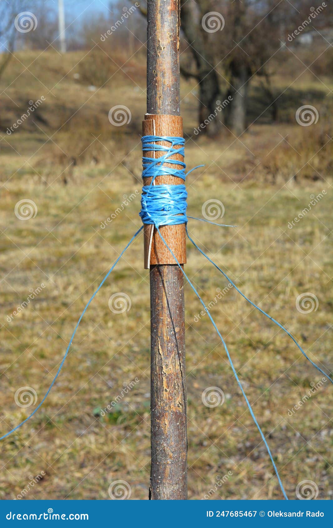 A Close-up of Staking a Tree Properly with a Flat Nylon Material Usage ...