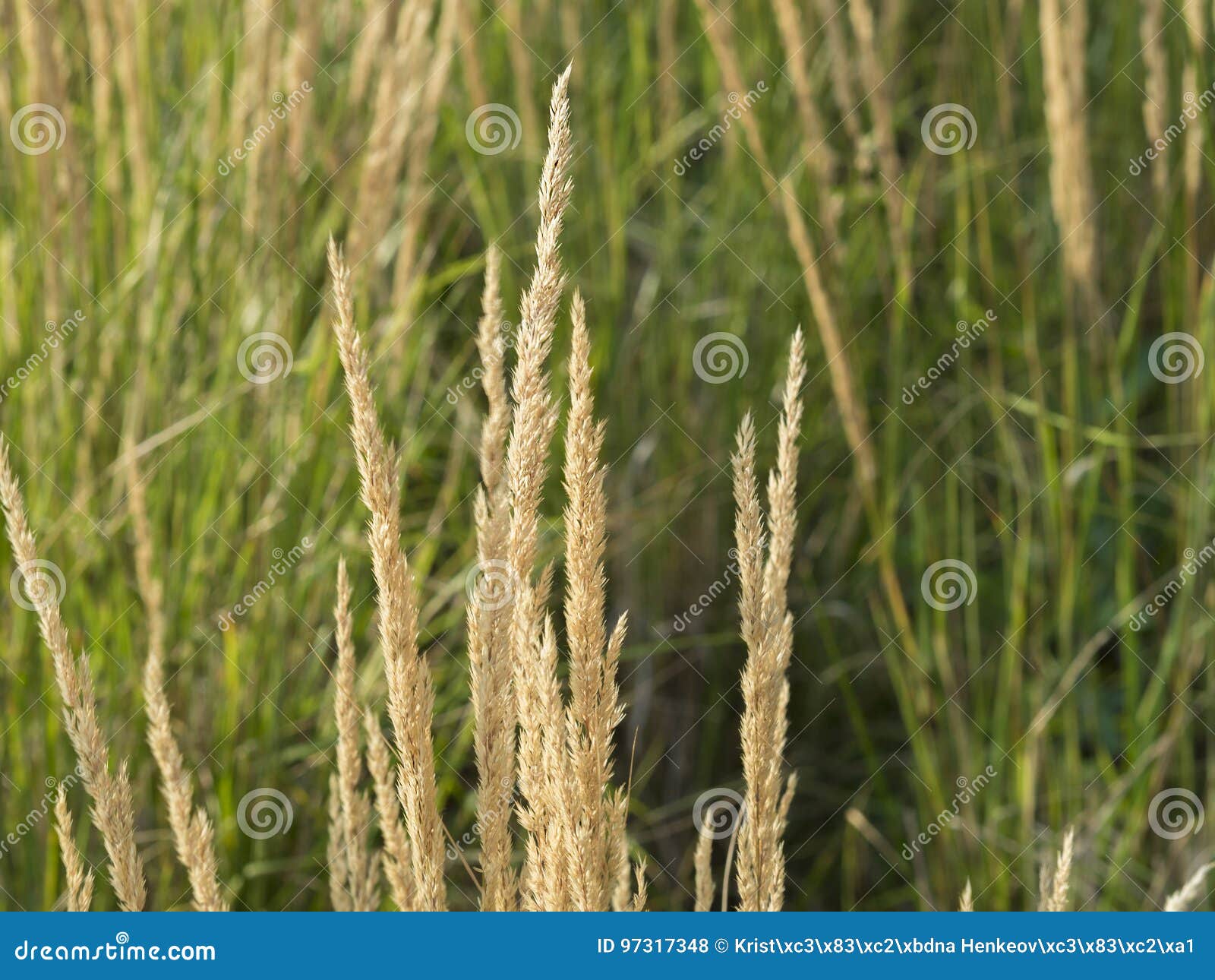 Close Up Stalks of Decorative Grass Texture Background Stock Photo ...