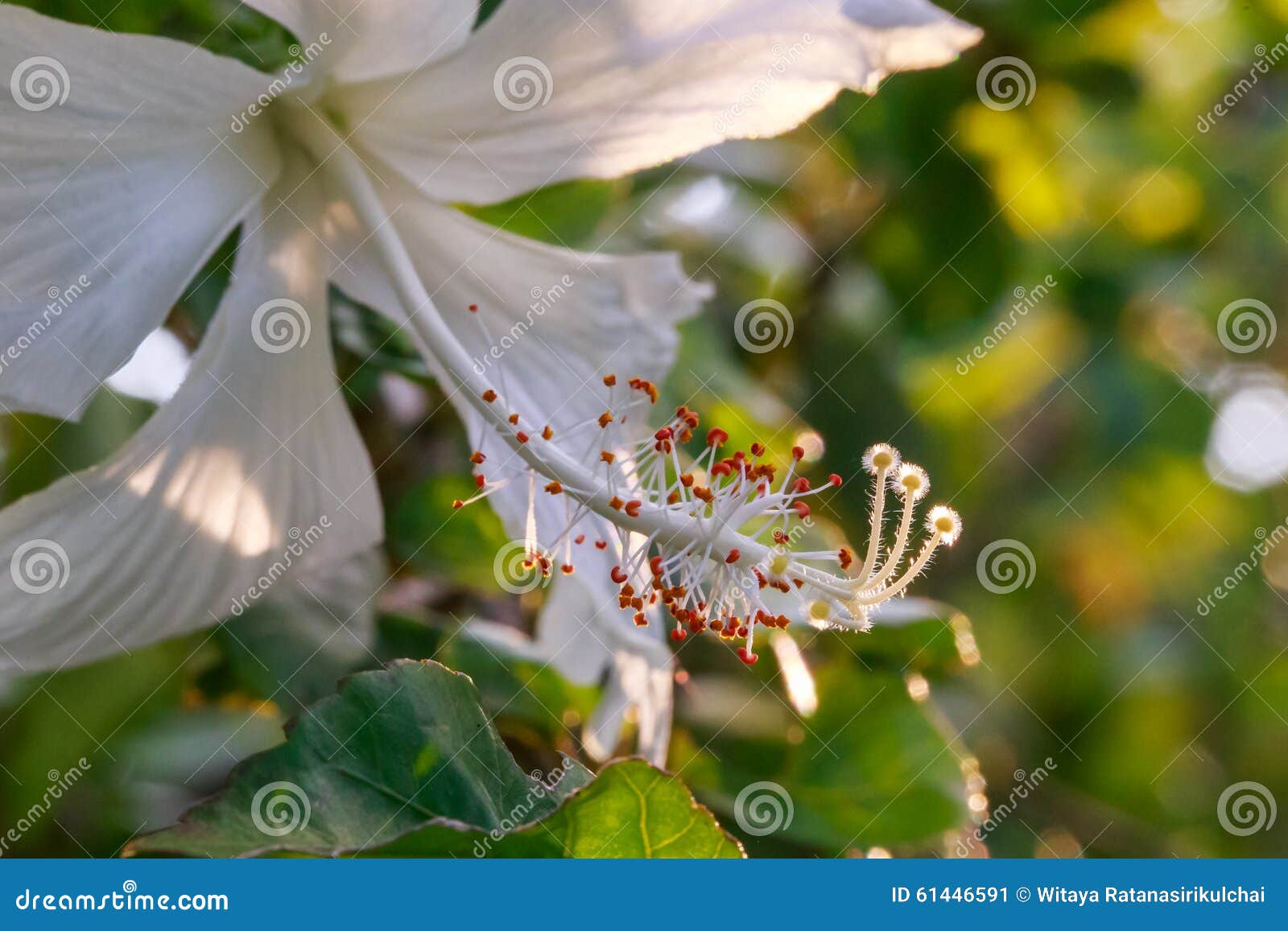 Close Up of a Stamen of a Hibiscus Flower Stock Image - Image of ...