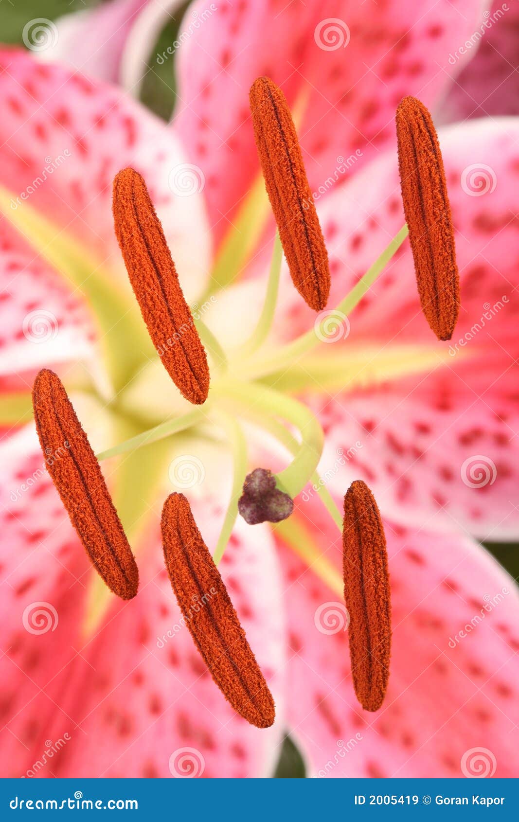 Close Up of the Stamen and Pollen in a Lilly Stock Image - Image of ...