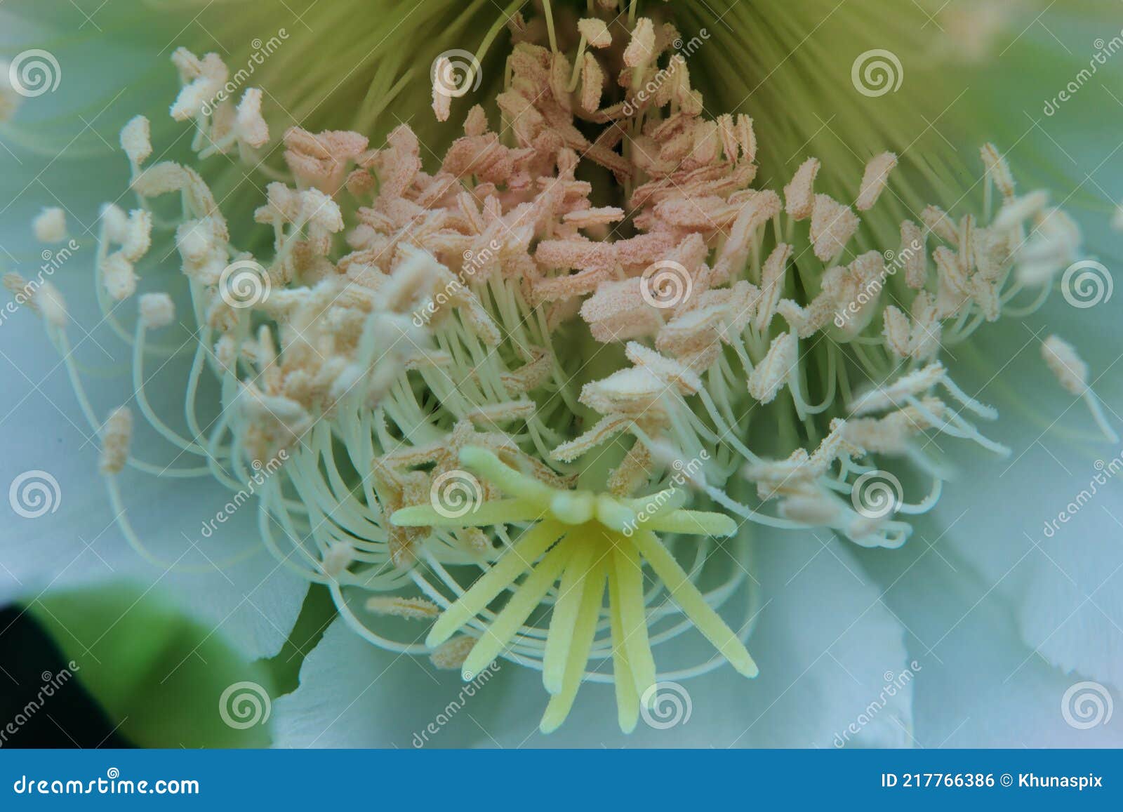 Close Up Stamen and Stigma of Cereus Cactus Flower Stock Photo - Image ...