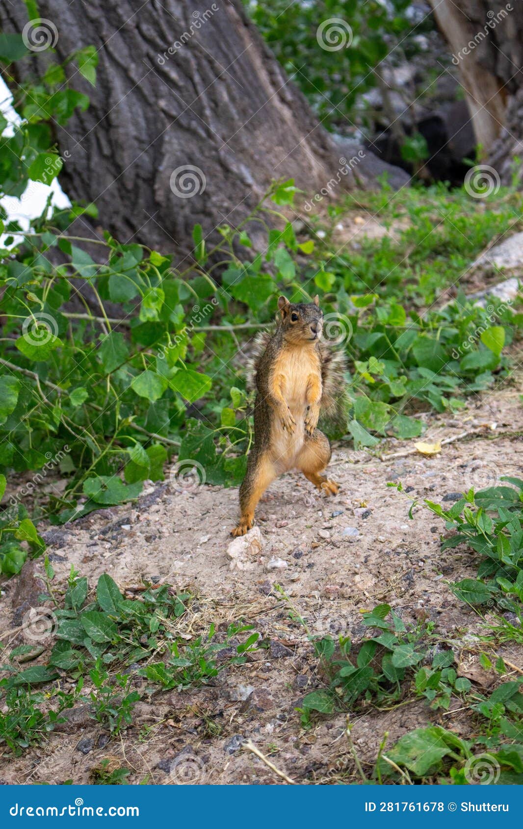 Close Up of Standing Squirrel Friend Encounter Stock Photo - Image of squirrel, encounter: 281761678
