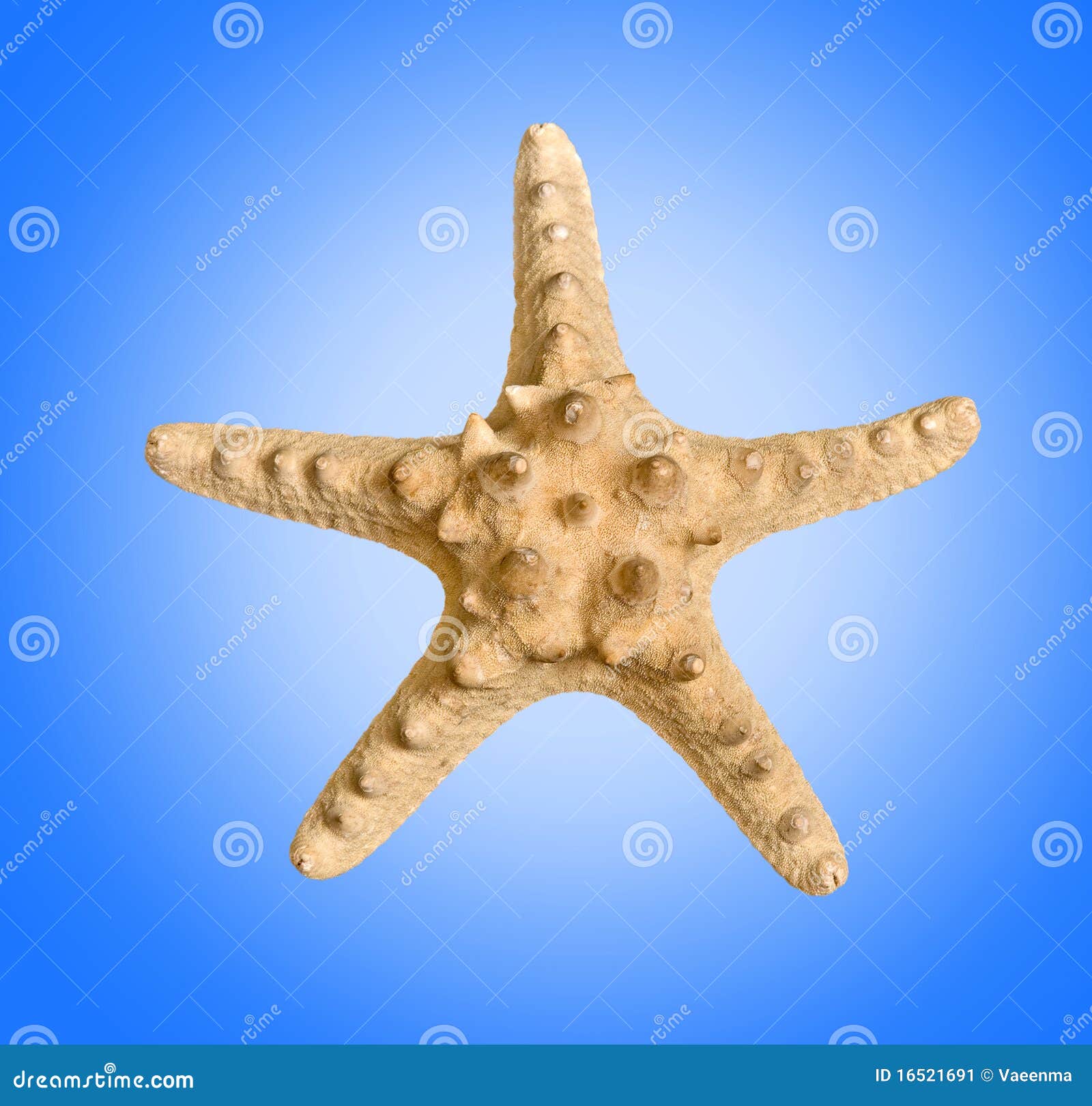 Close up of starfish stock image. Image of marine, isolated - 16521691