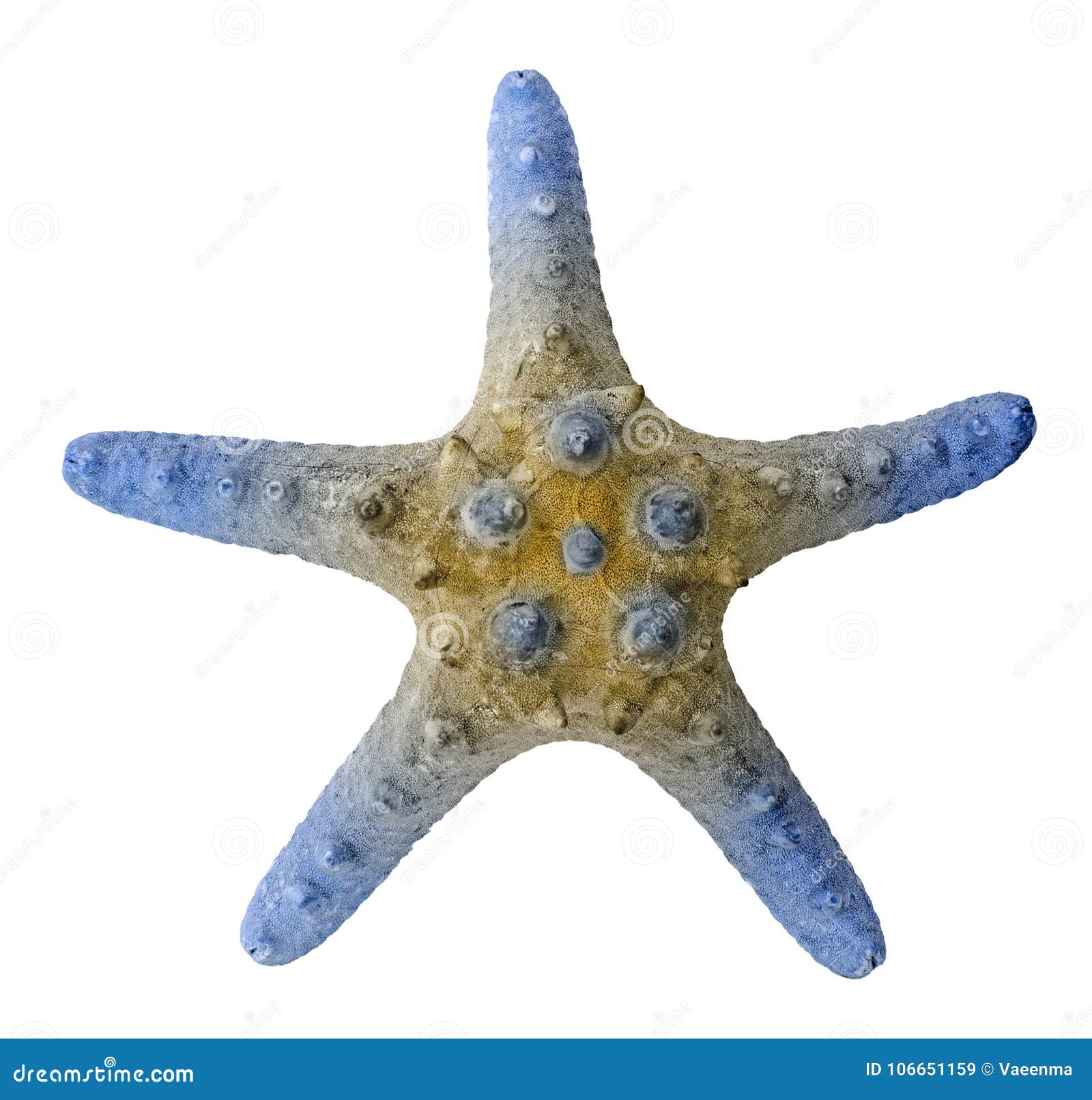 Close up of starfish stock image. Image of nature, animal - 106651159