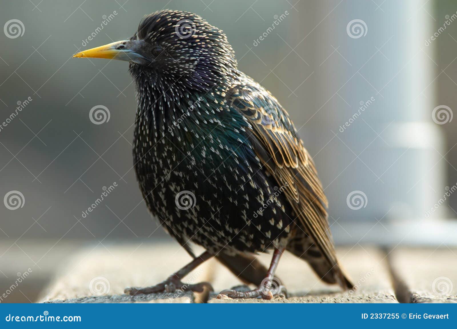 Close-up of a starling stock image. Image of black, still - 2337255