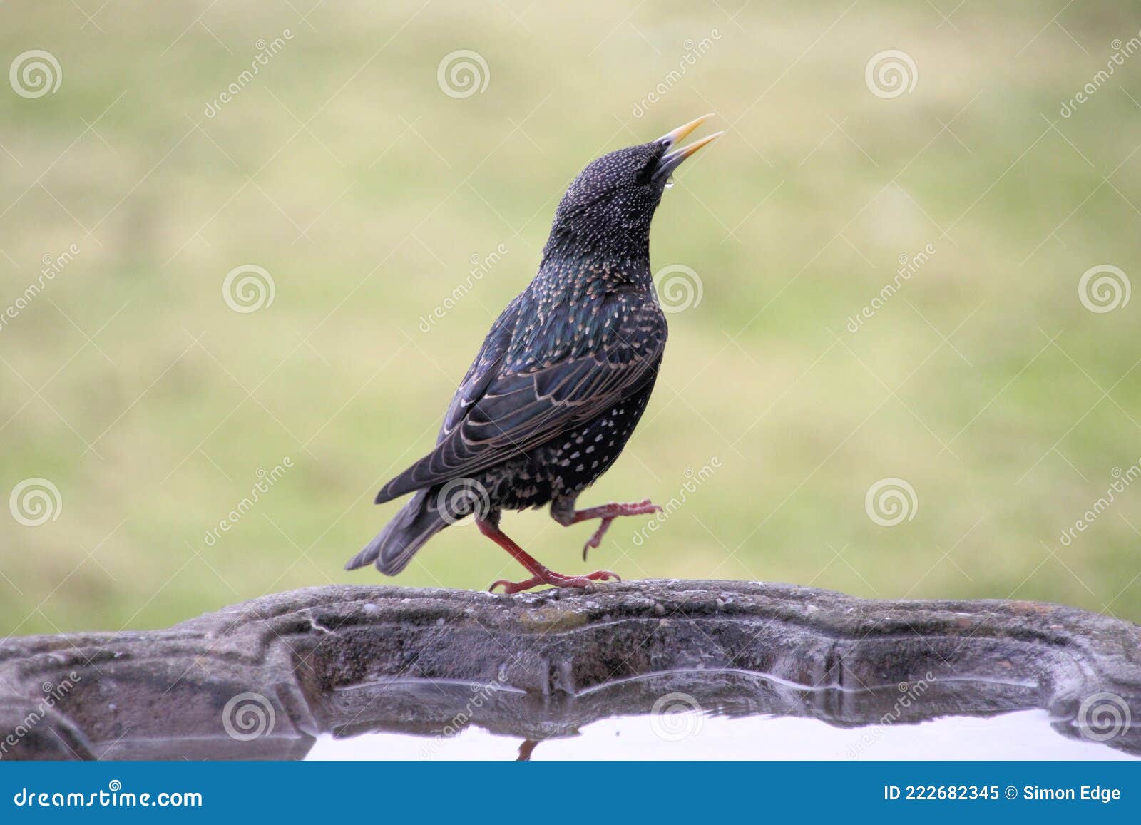 A close up of a Starling stock image. Image of starling - 222682345
