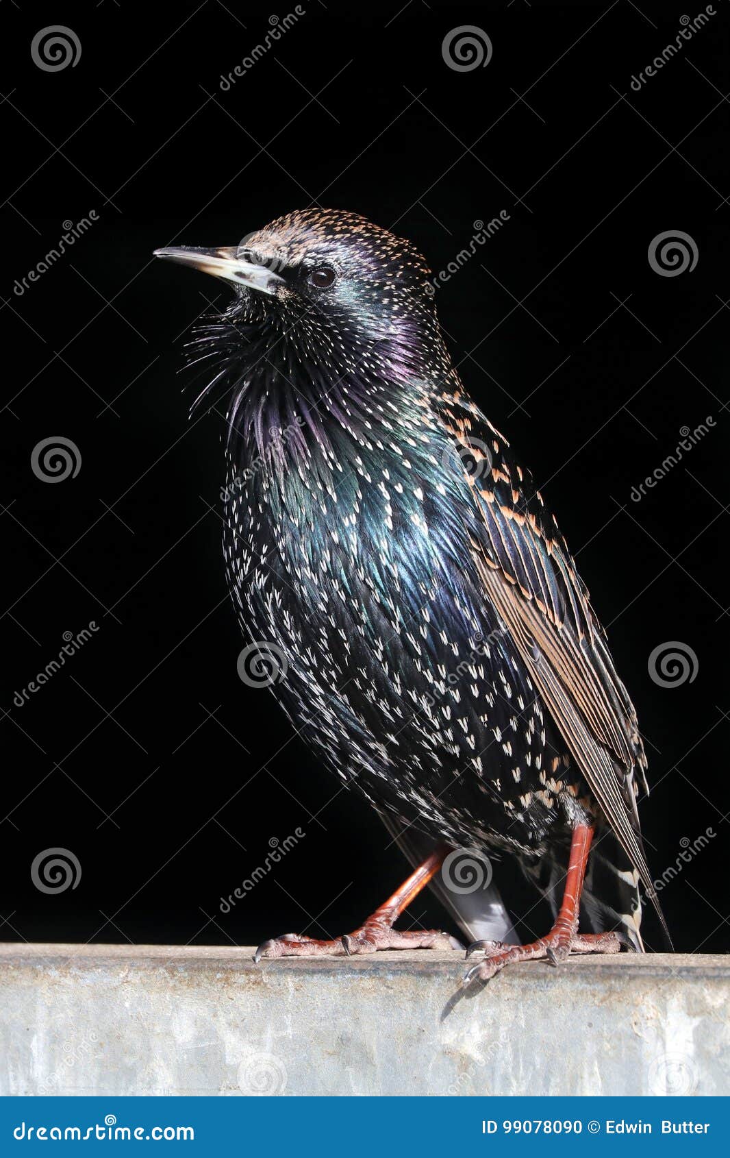 Starling stock photo. Image of feathers, europe, starling - 99078090