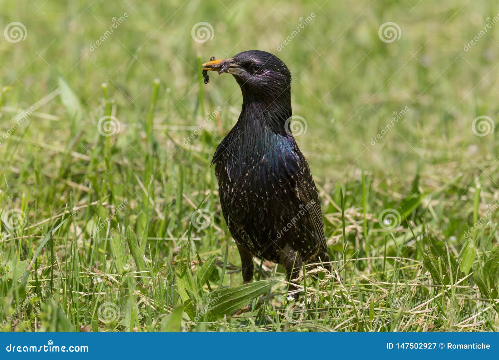 Starling Eating Worm in Grass Stock Image - Image of grass, fauna ...