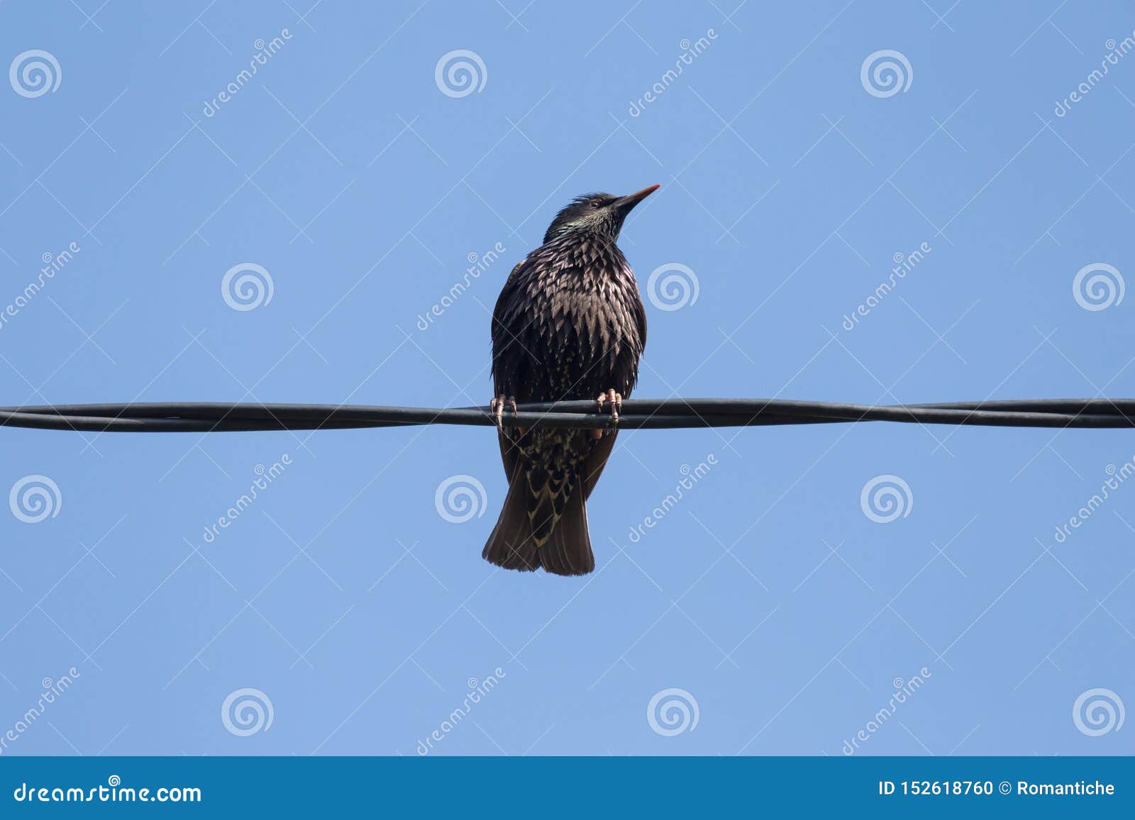 Starling Sitting on Electrical Cable Stock Photo - Image of fauna ...