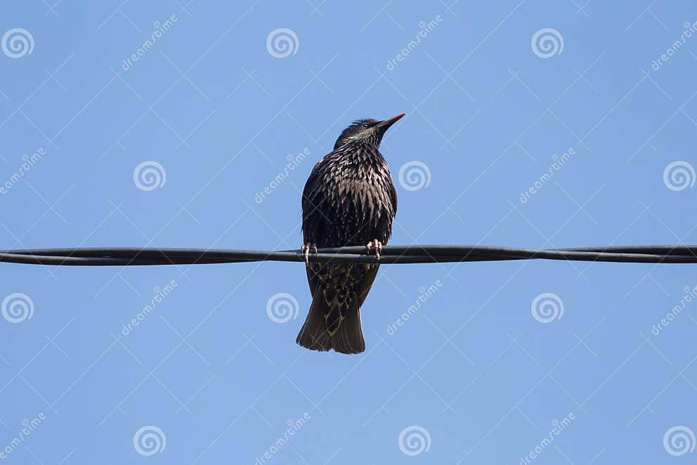 Starling Sitting on Electrical Cable Stock Photo - Image of fauna ...
