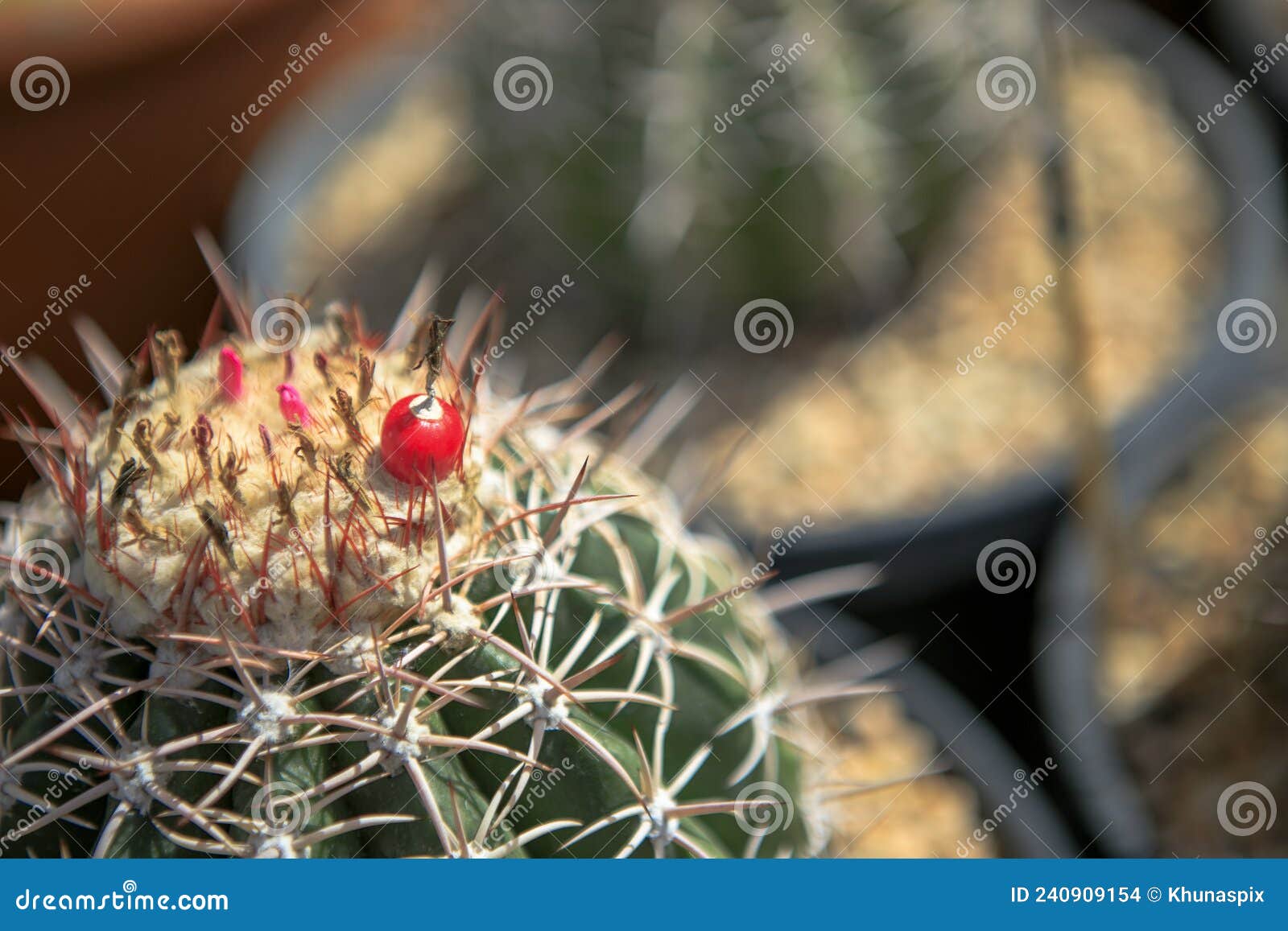 Close Up Stem of Melocactus with Red Fruit on Cephalium Stock Photo ...